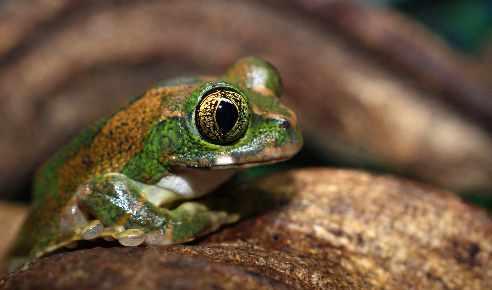 Big-eyed tree frog facts, distribution & population | BioDB