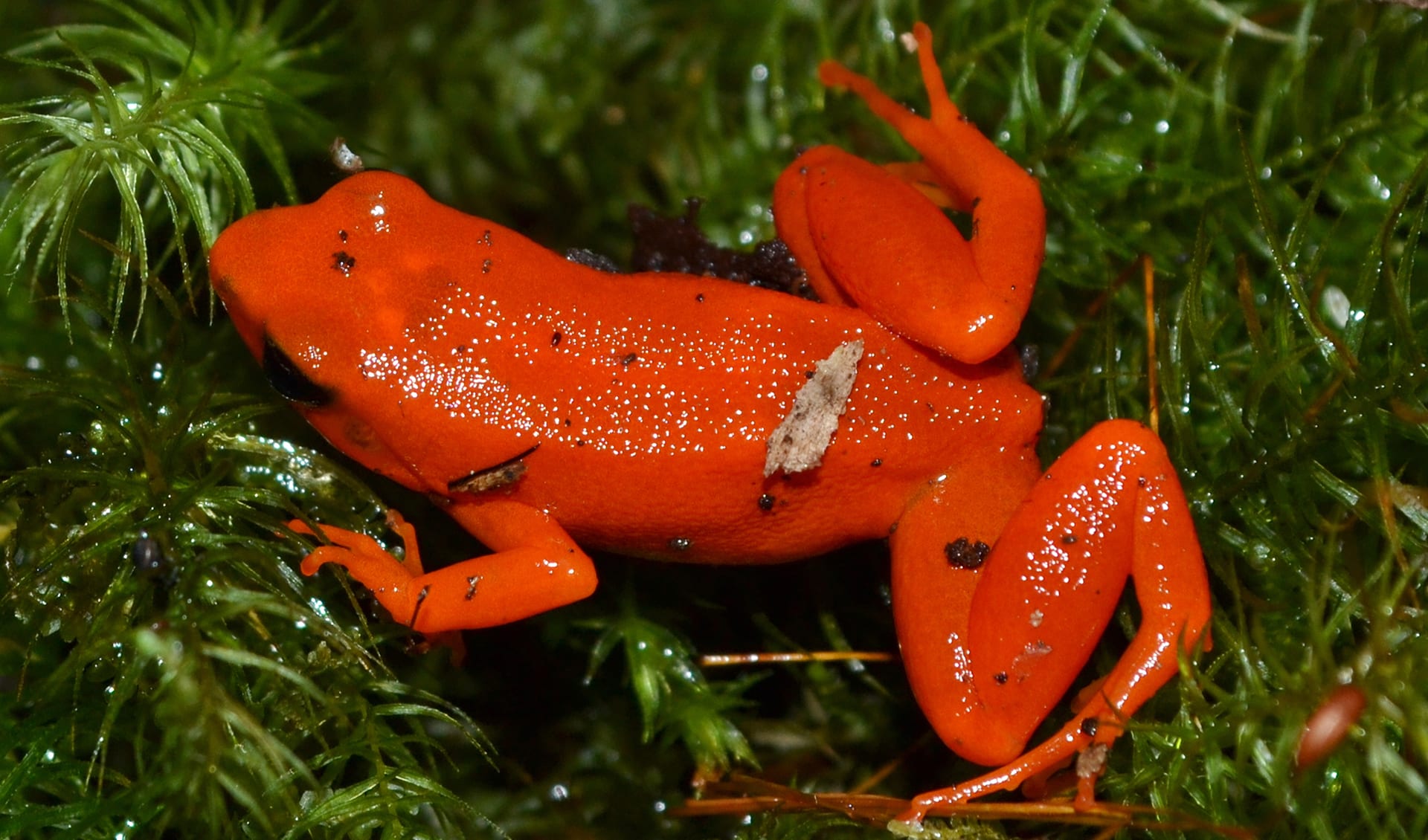 Mantella: facts, distribution & population | BioDB