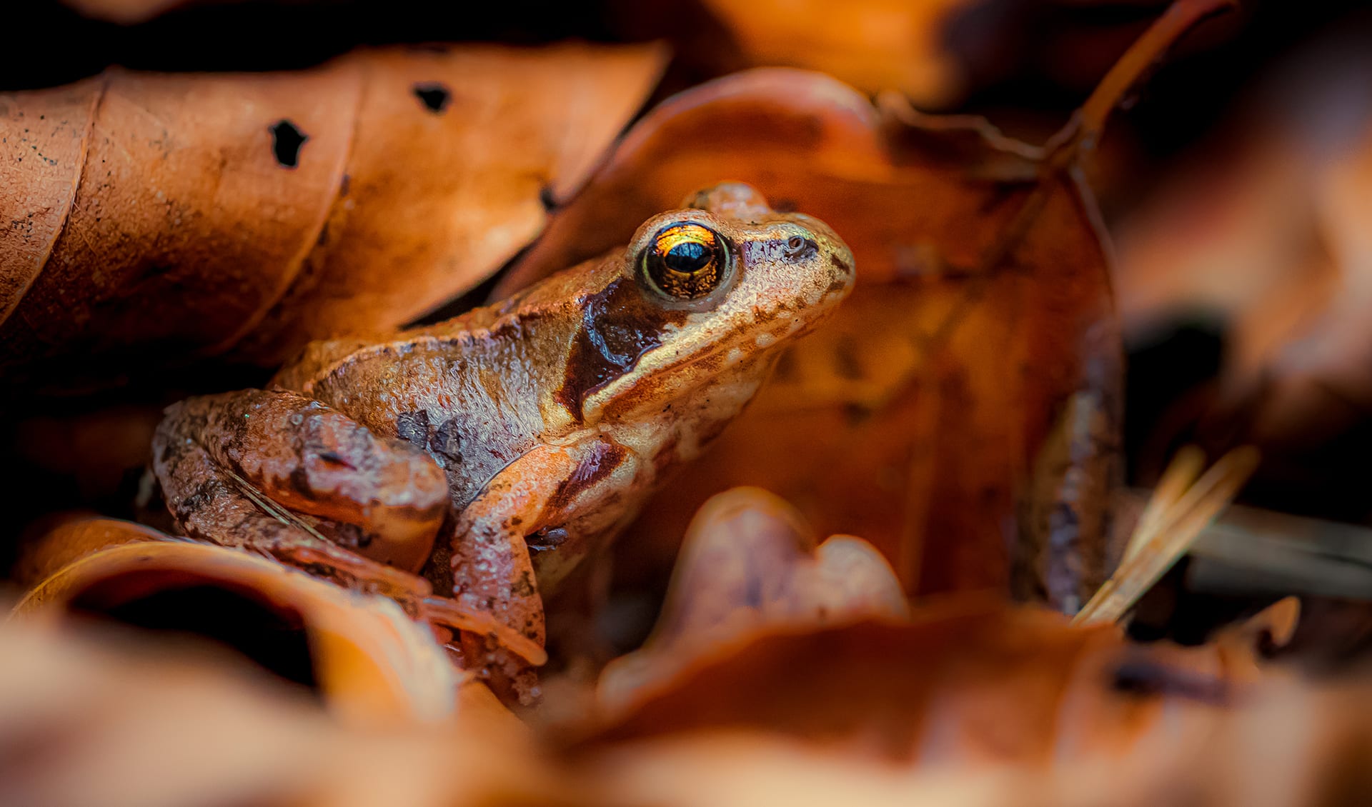 Common frog facts, distribution & population | BioDB