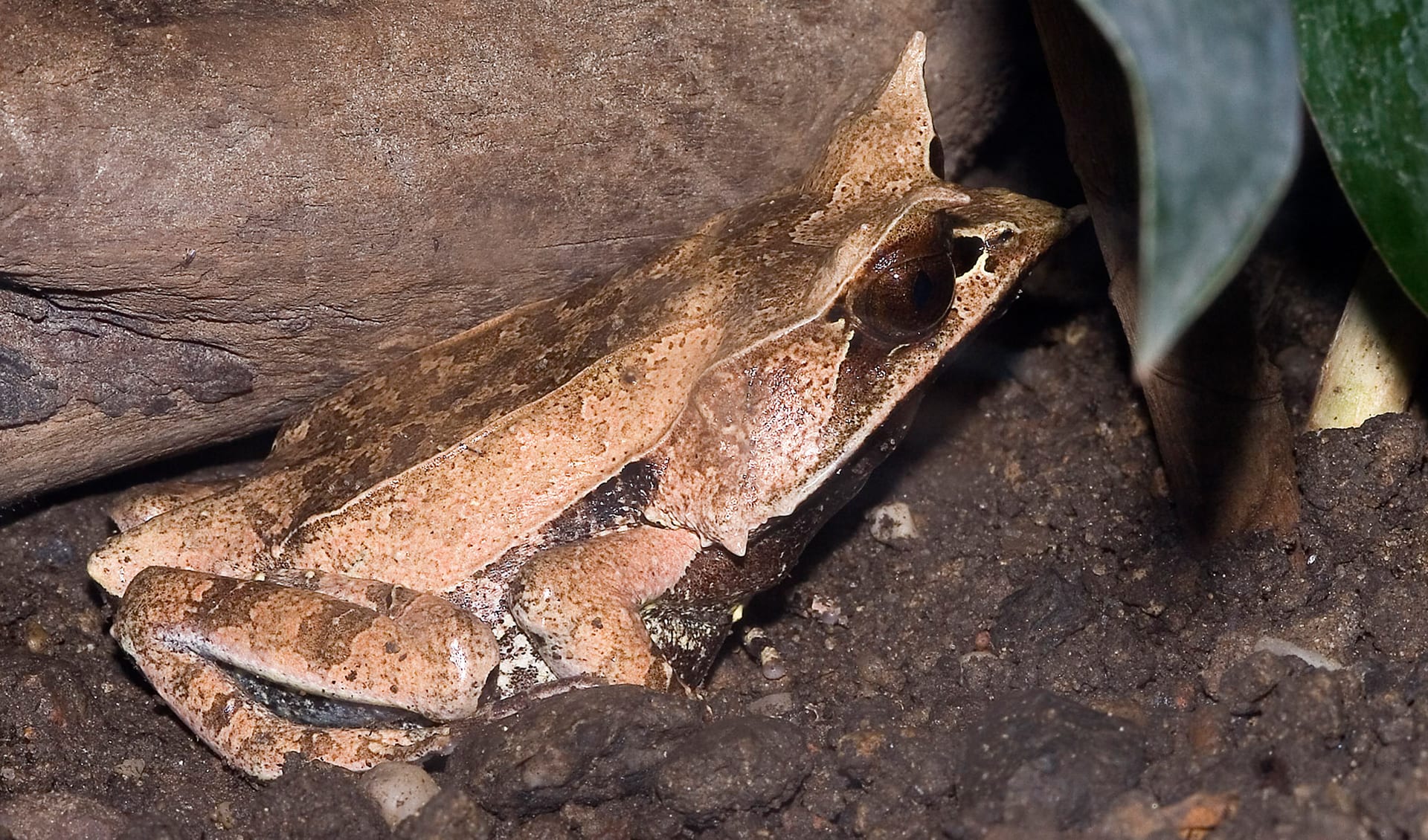 Long-nosed horned frog facts, distribution & population | BioDB
