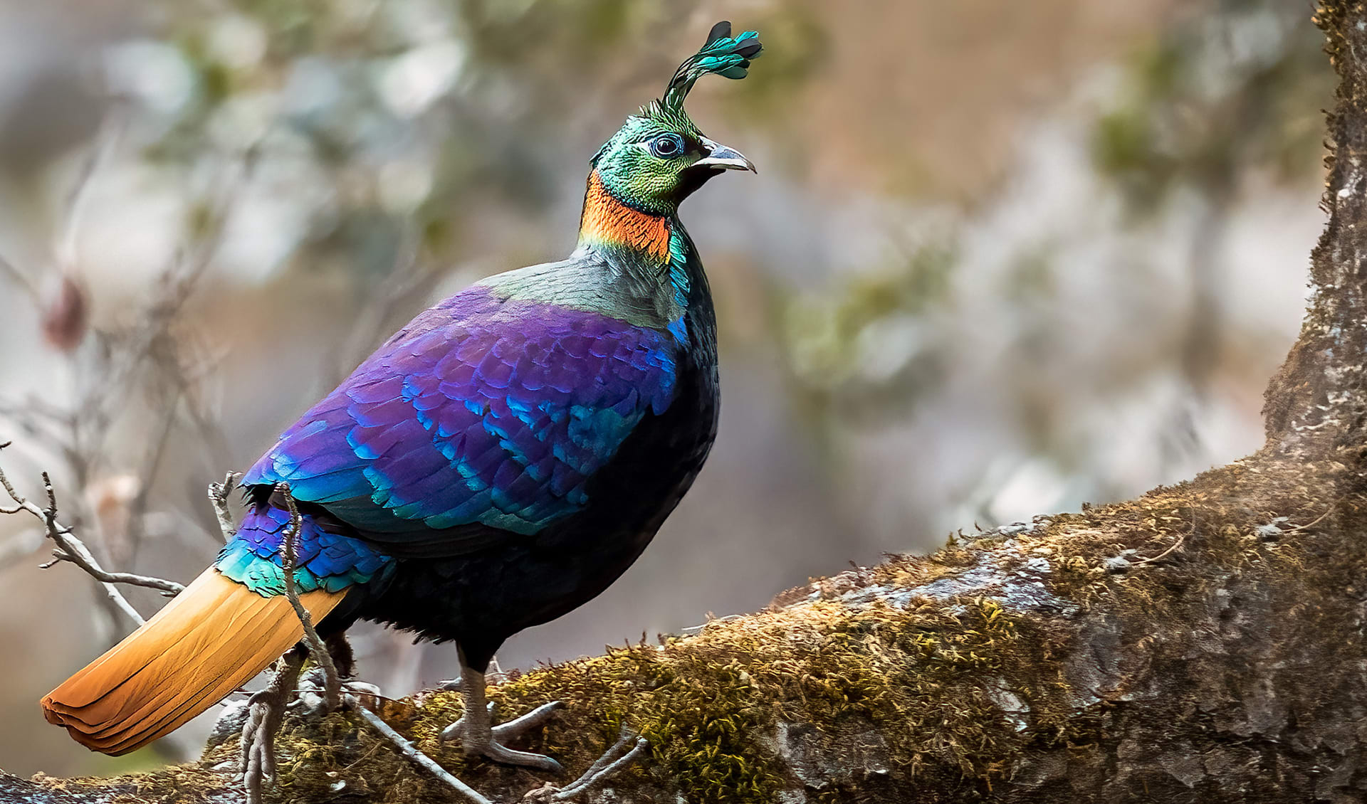Himalayan monal facts, distribution & population | BioDB