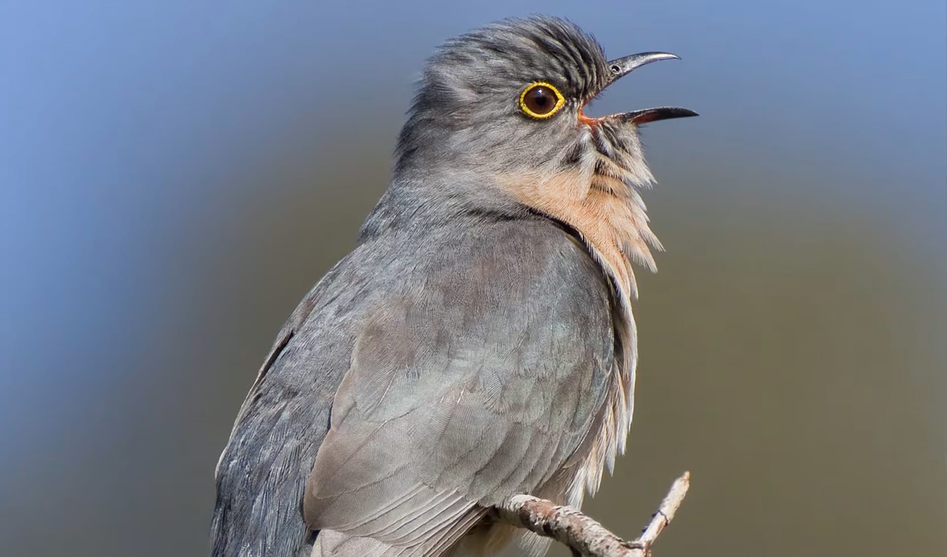 Fan-tailed cuckoo facts, distribution & population | BioDB