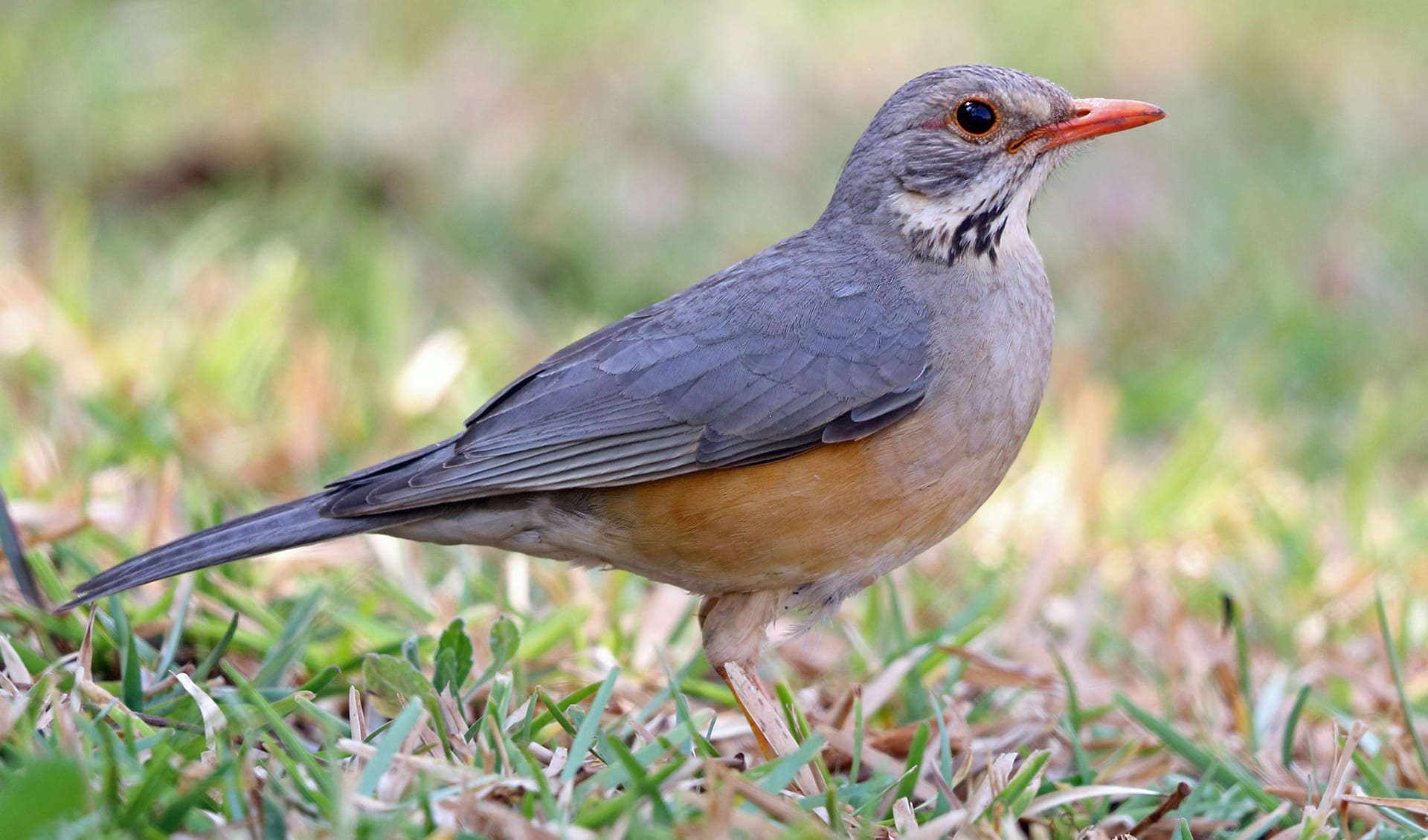 Turdus - True thrush: facts, distribution & population | BioDB