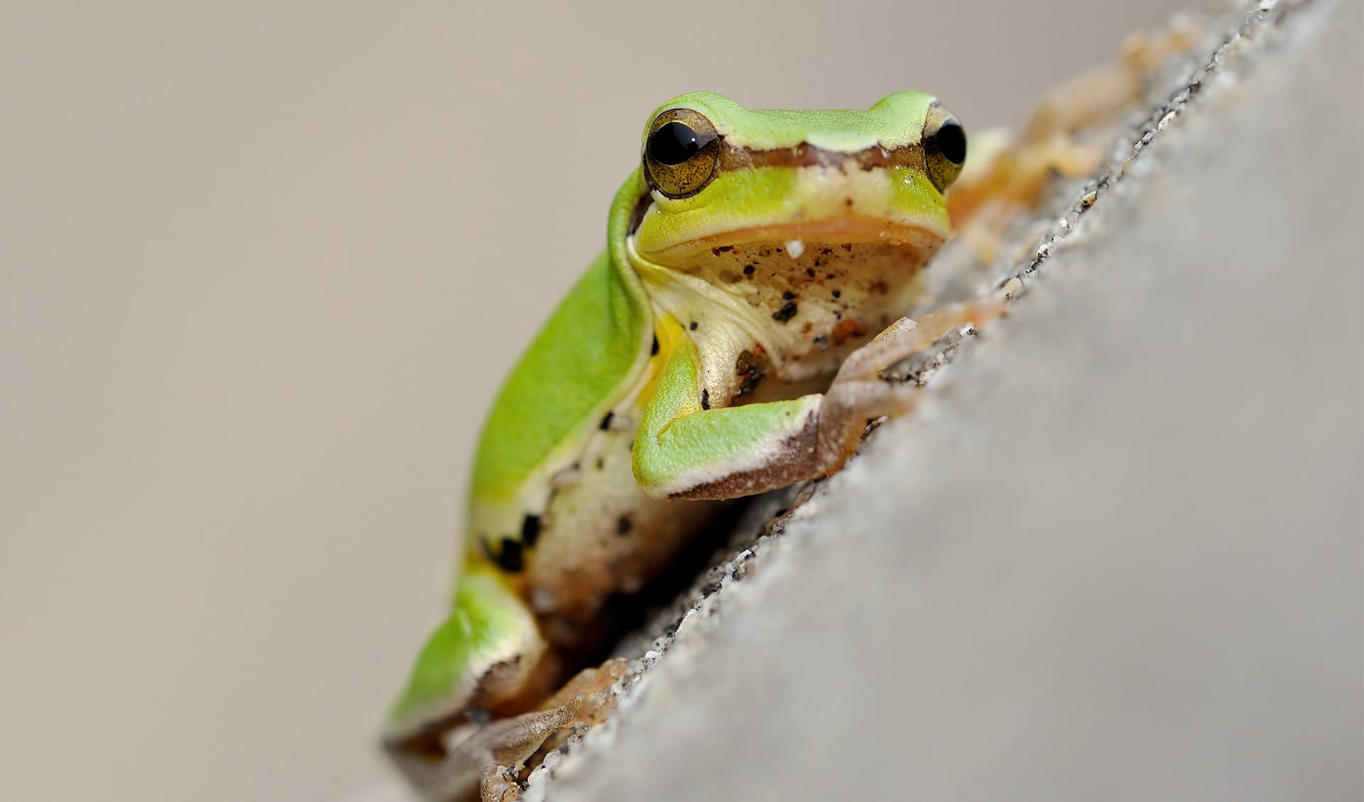 Common Chinese tree frog facts, distribution & population | BioDB