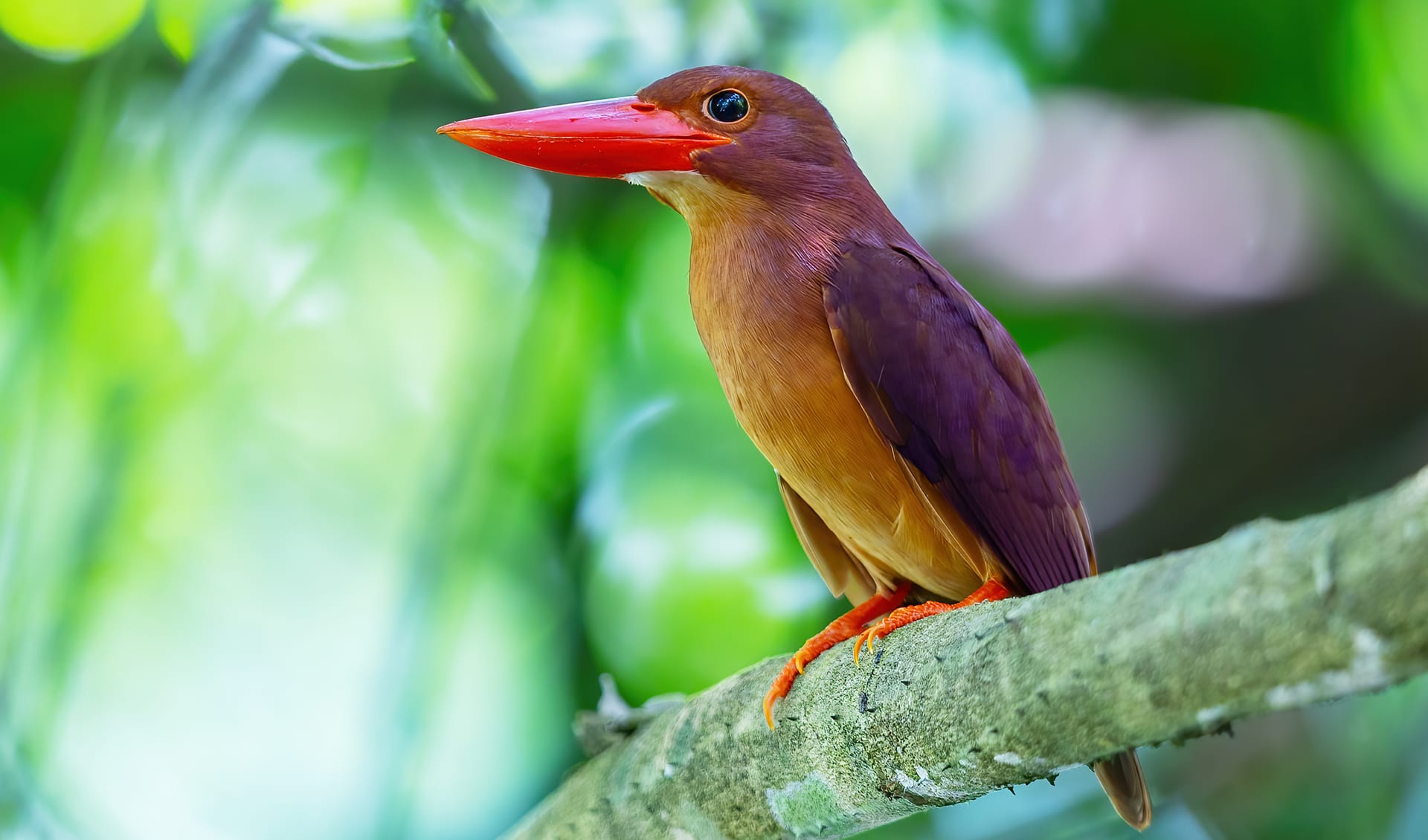 Ruddy kingfisher facts, distribution & population | BioDB