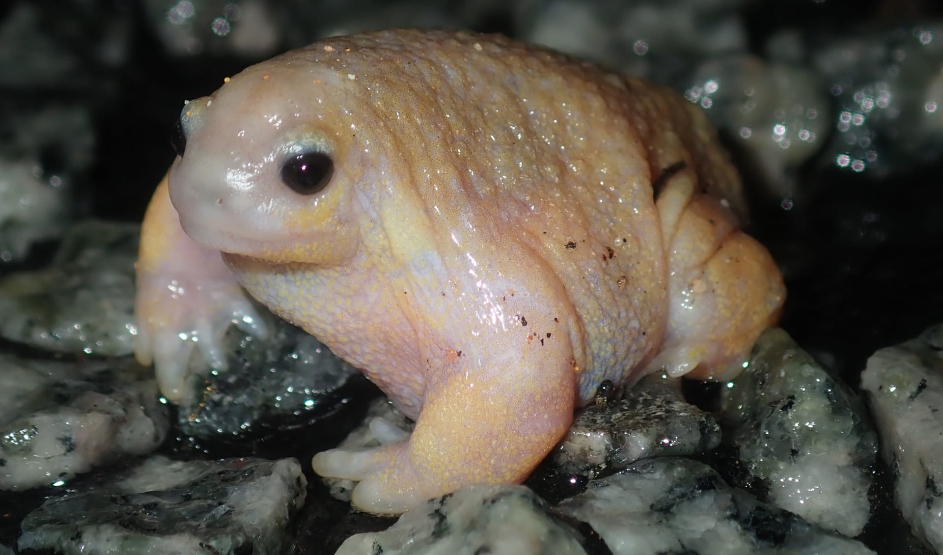 Myobatrachidae - Australian ground frogs: facts, distribution ...