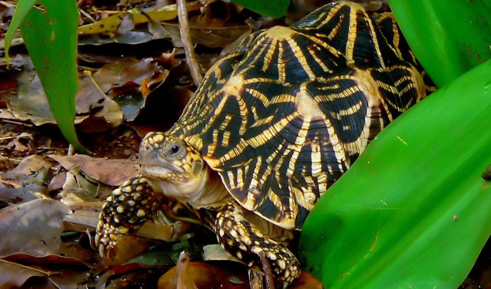 Geochelone - Typical tortoises: facts, distribution & population | BioDB