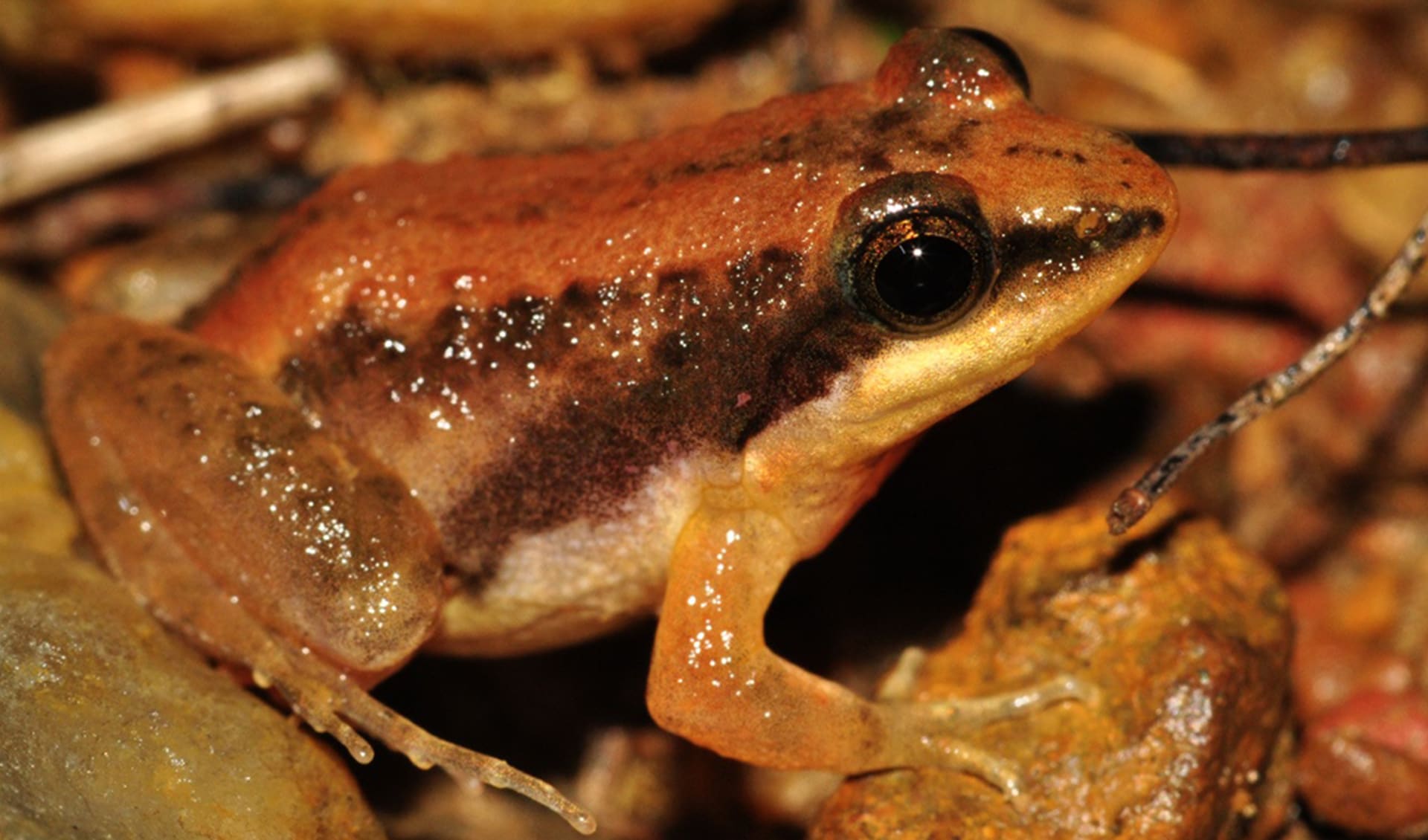 Dicroglossidae - Fork-tongued frogs: facts, distribution & population ...