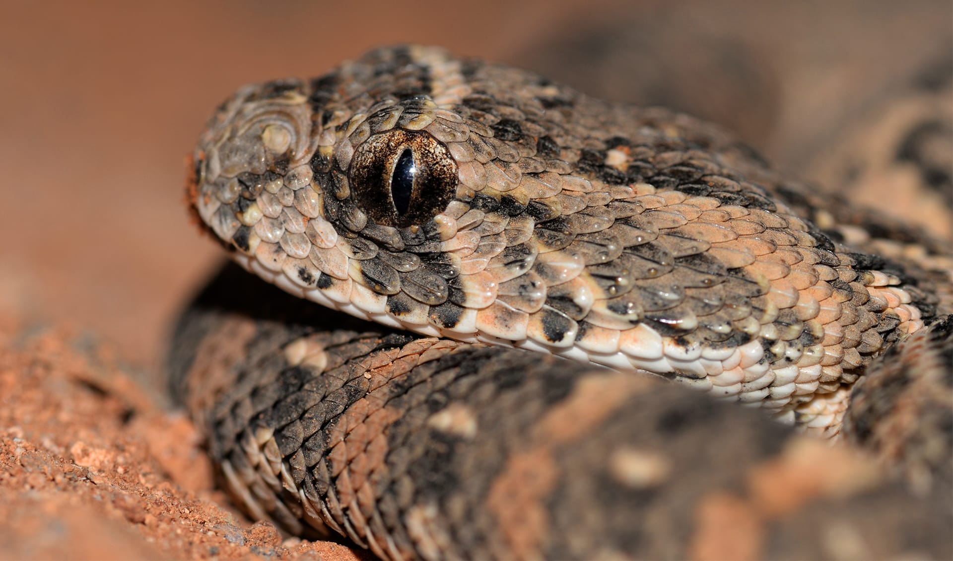 Puff adder facts, distribution & population | BioDB
