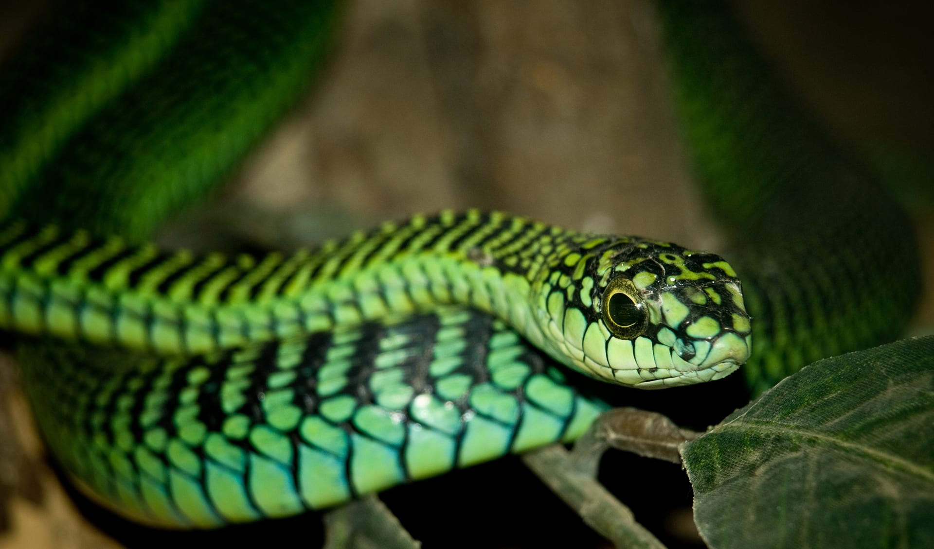 Boomslang facts, distribution & population | BioDB
