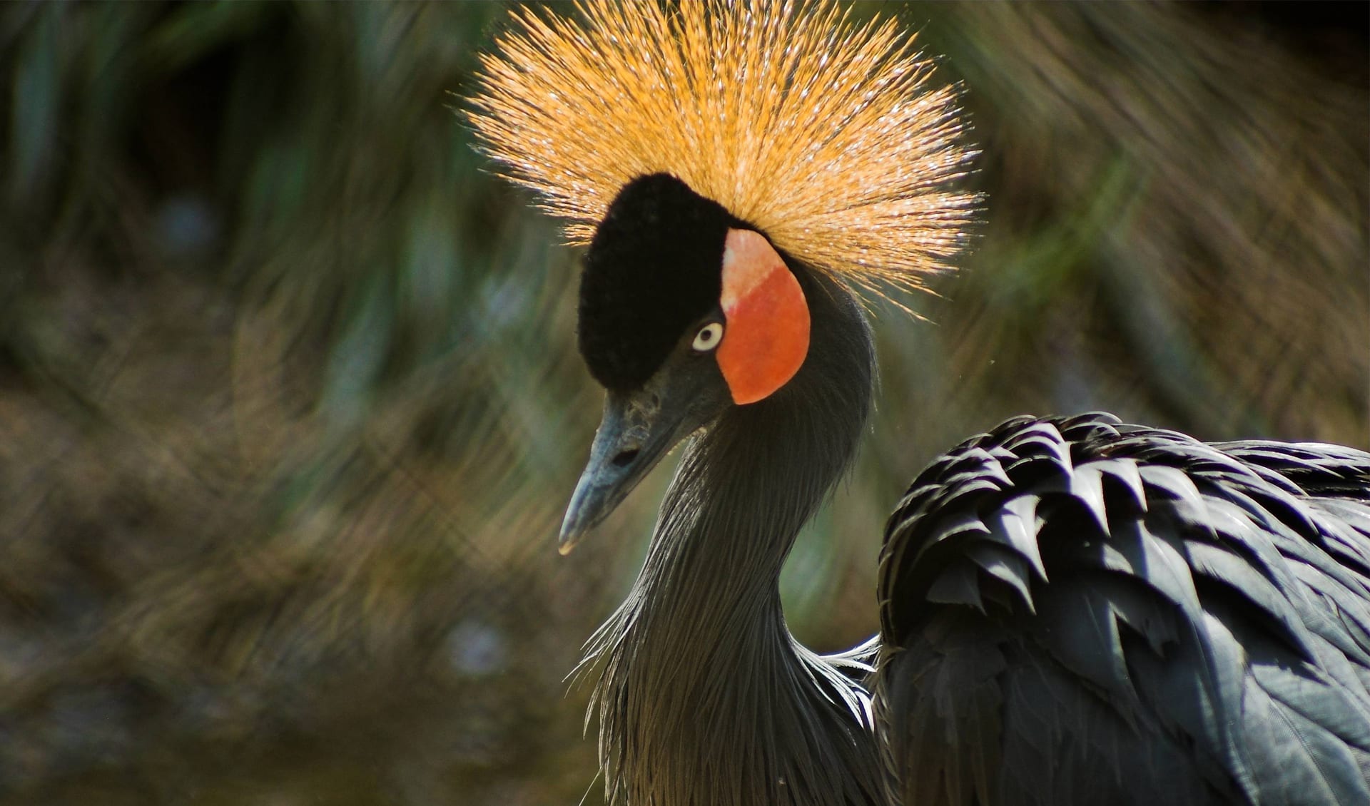 Black crowned crane facts, distribution & population | BioDB