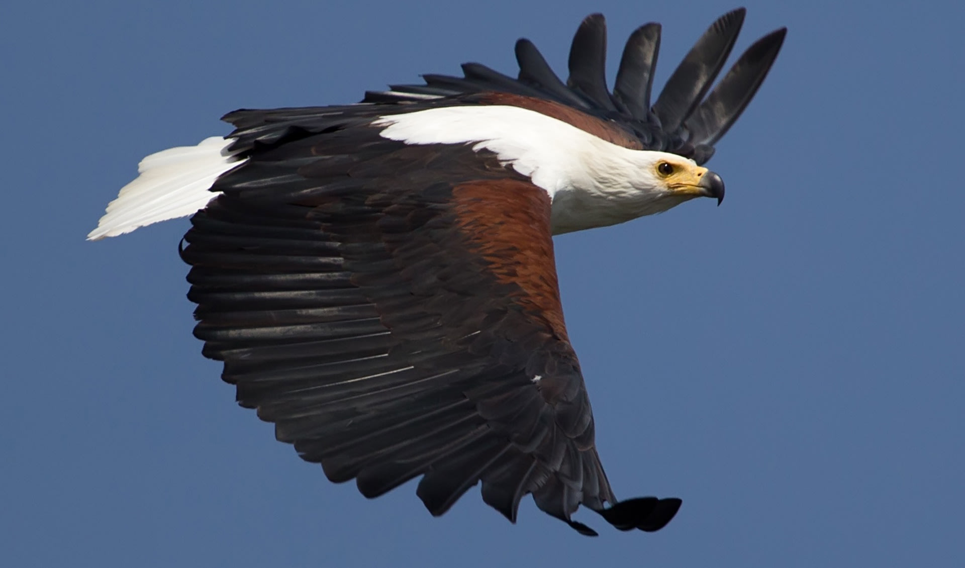 African fish eagle facts, distribution & population | BioDB