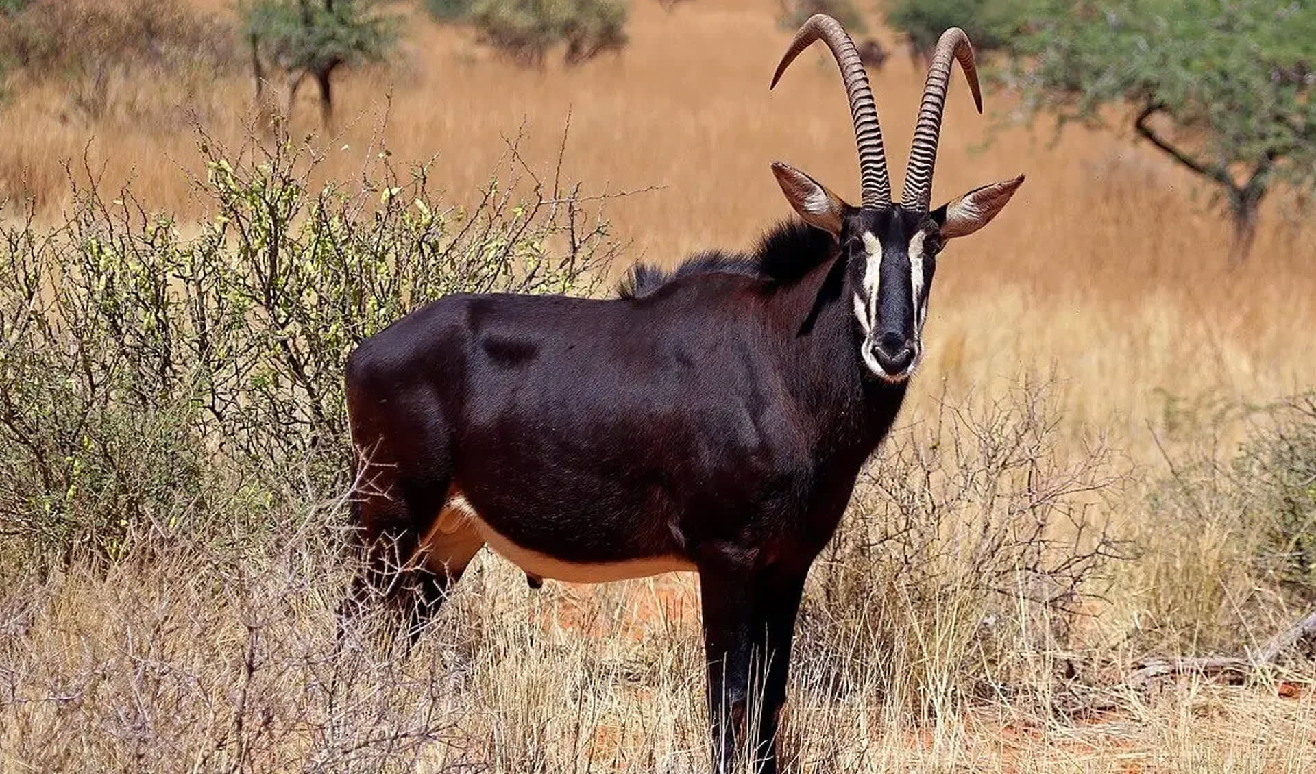 Sable antelope facts, distribution & population | BioDB