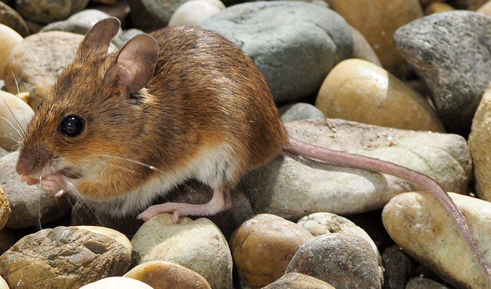 Apodemus - Field Mice: facts, distribution & population | BioDB
