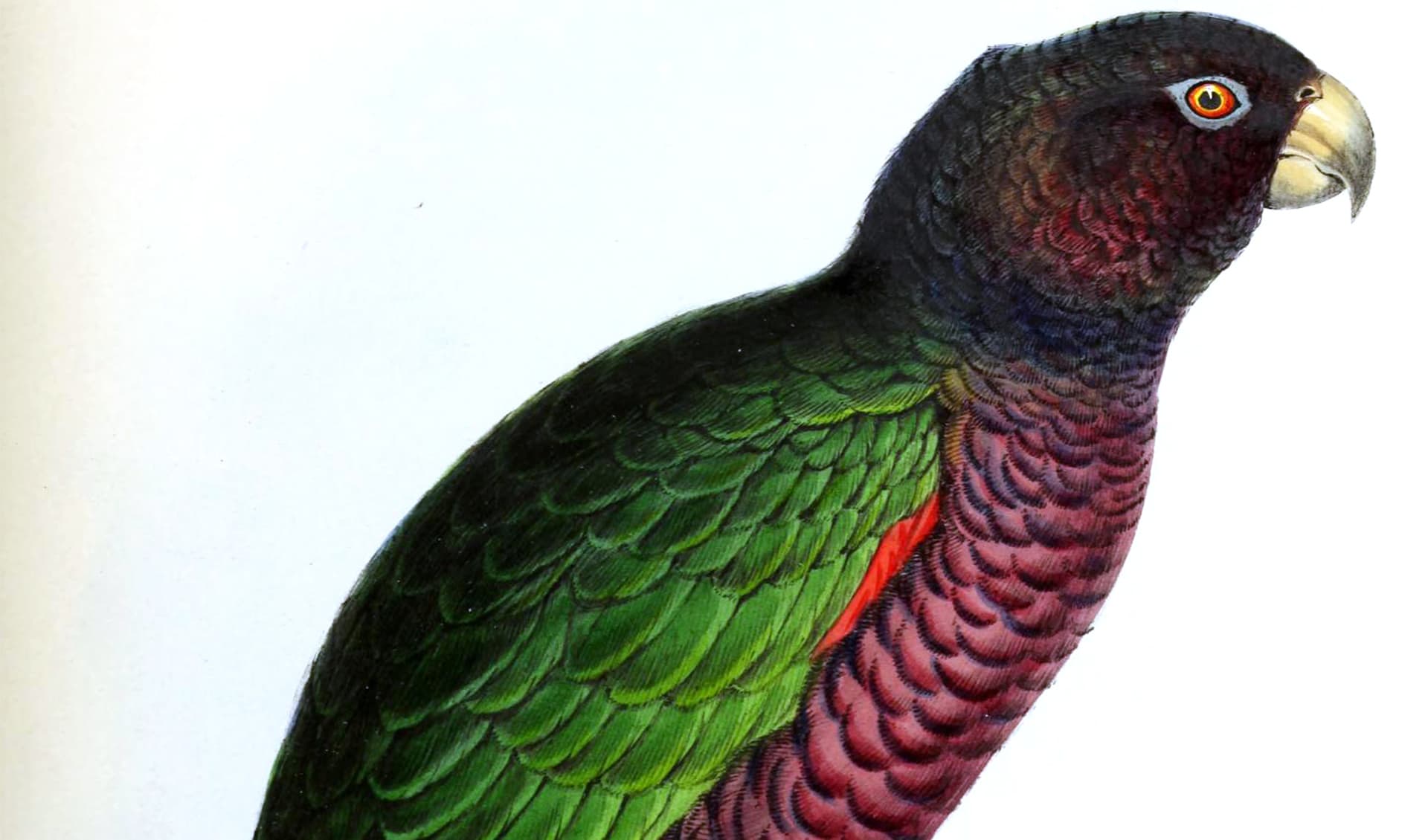 Imperial amazon facts, distribution & population | BioDB