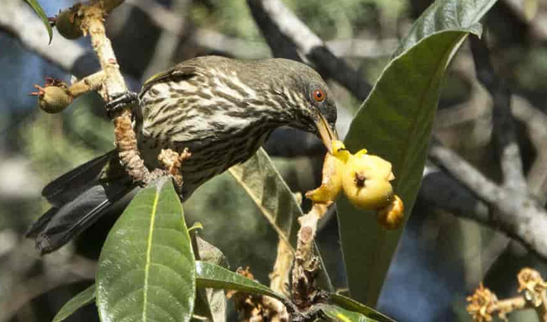 Palmchat facts, distribution & population | BioDB