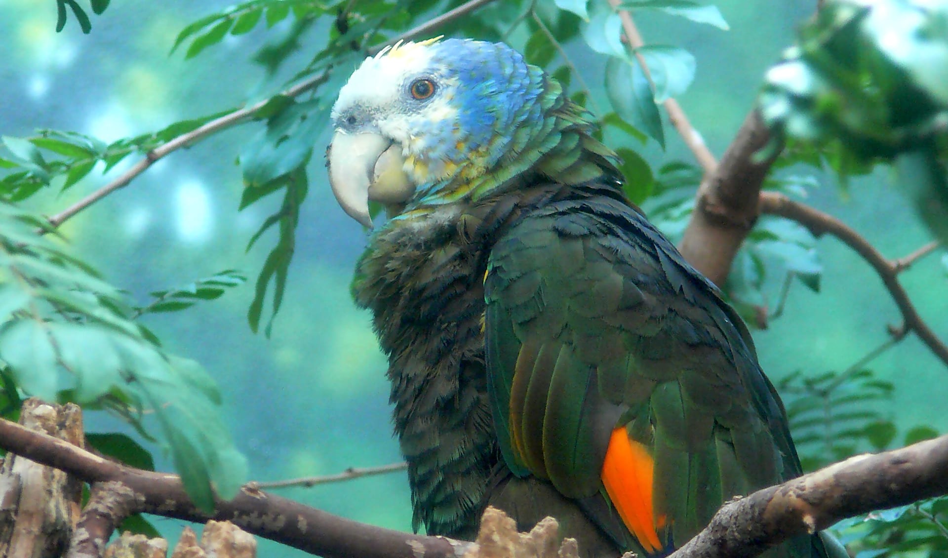 Saint Vincent amazon facts, distribution & population | BioDB