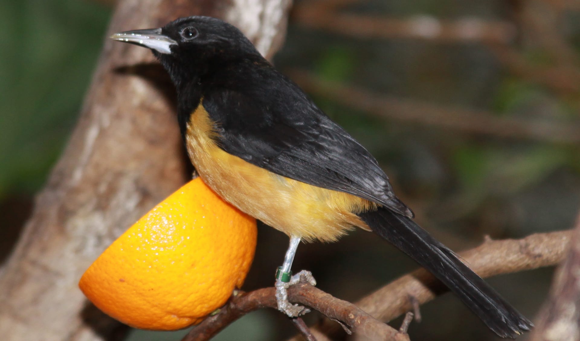 Montserrat oriole facts, distribution & population | BioDB