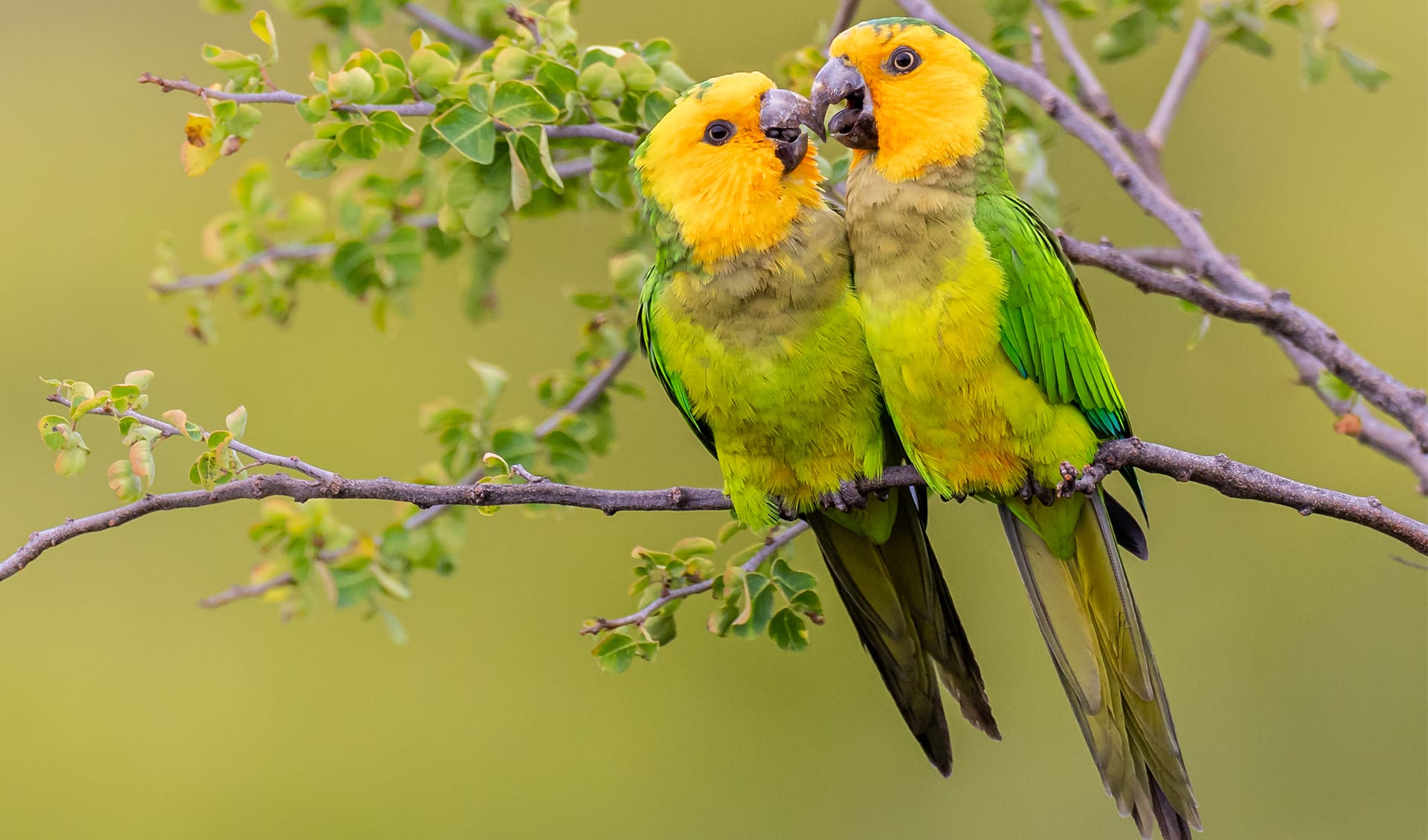 Brown-throated Parakeet facts, distribution & population | BioDB