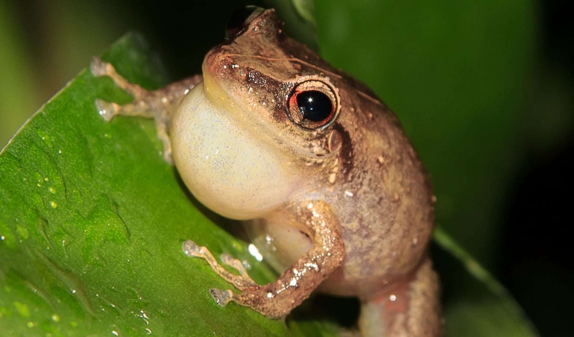 Common coqui facts, distribution & population | BioDB