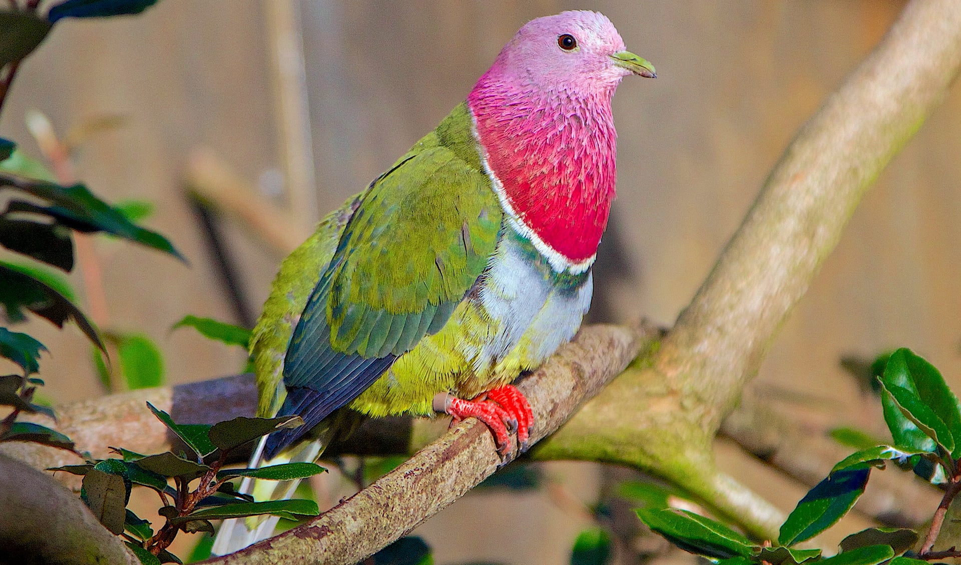 Ptilinopus - Fruit doves: facts, distribution & population | BioDB