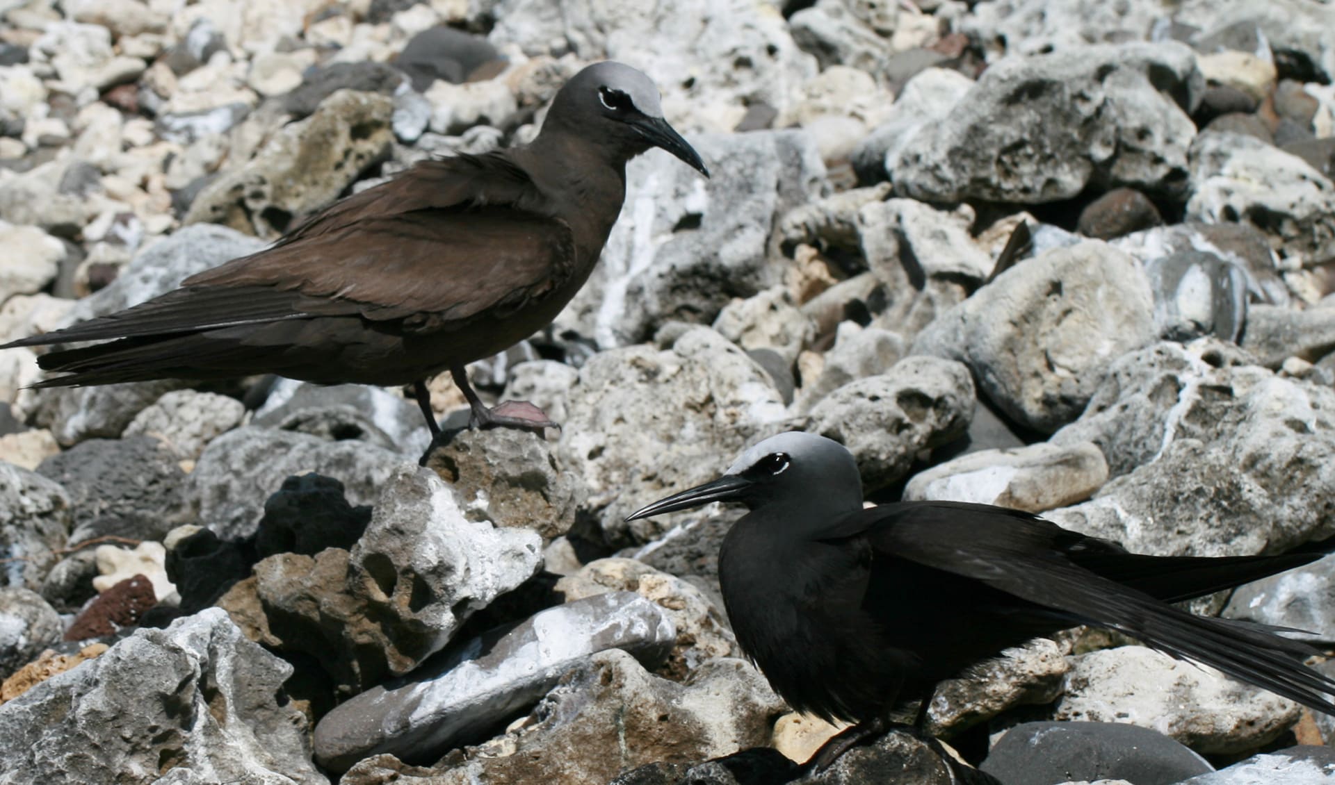 Anous - Noddies: facts, distribution & population | BioDB