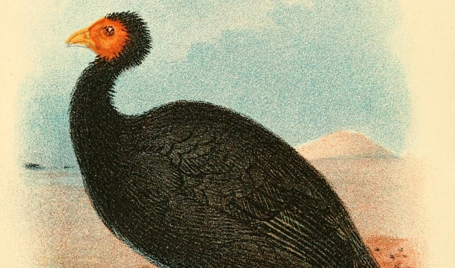 Vanuatu megapode facts, distribution & population | BioDB