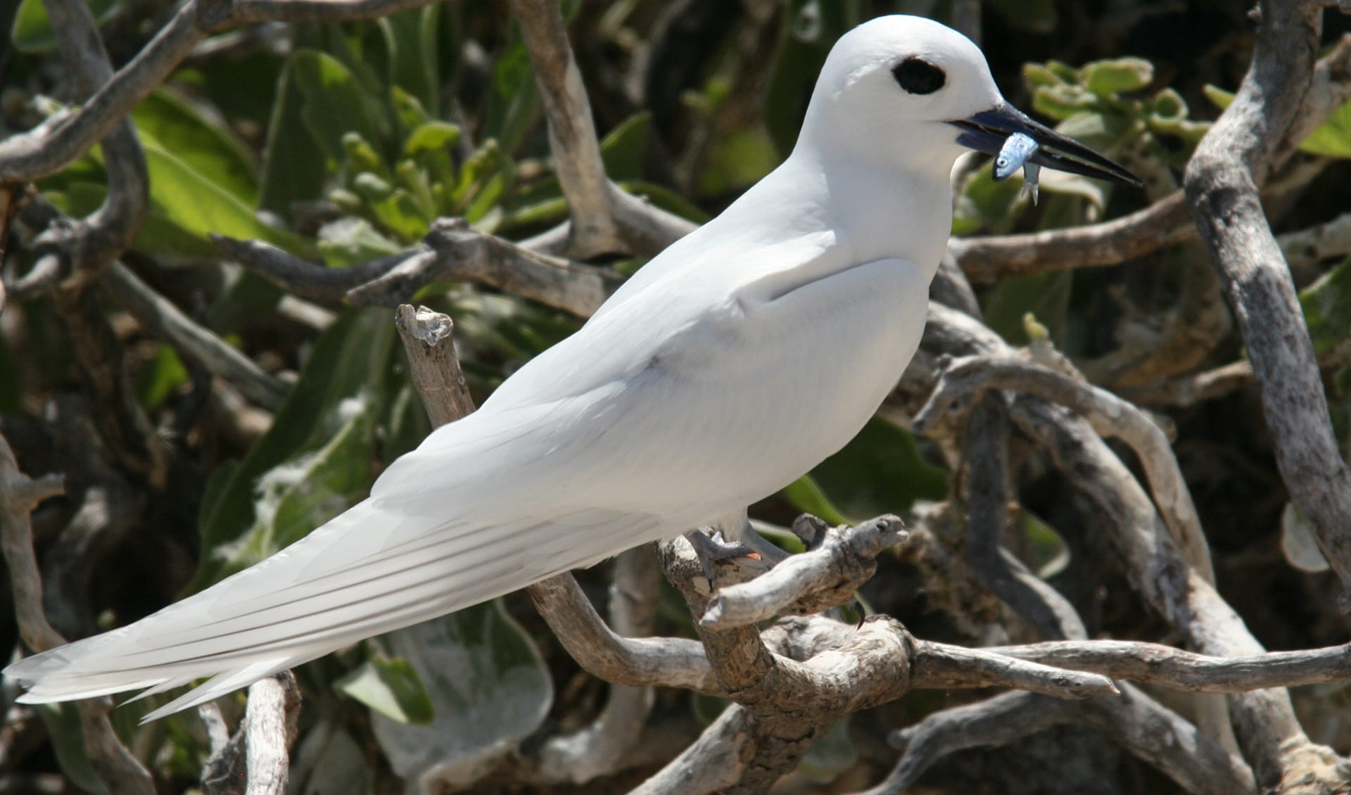 White tern facts, distribution & population | BioDB