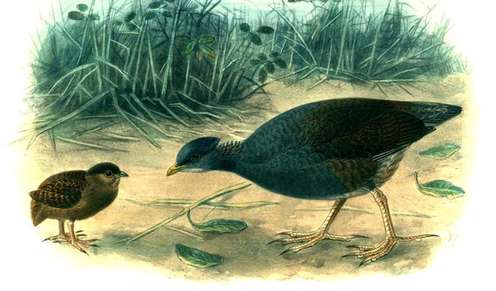 Tongan megapode facts, distribution & population | BioDB