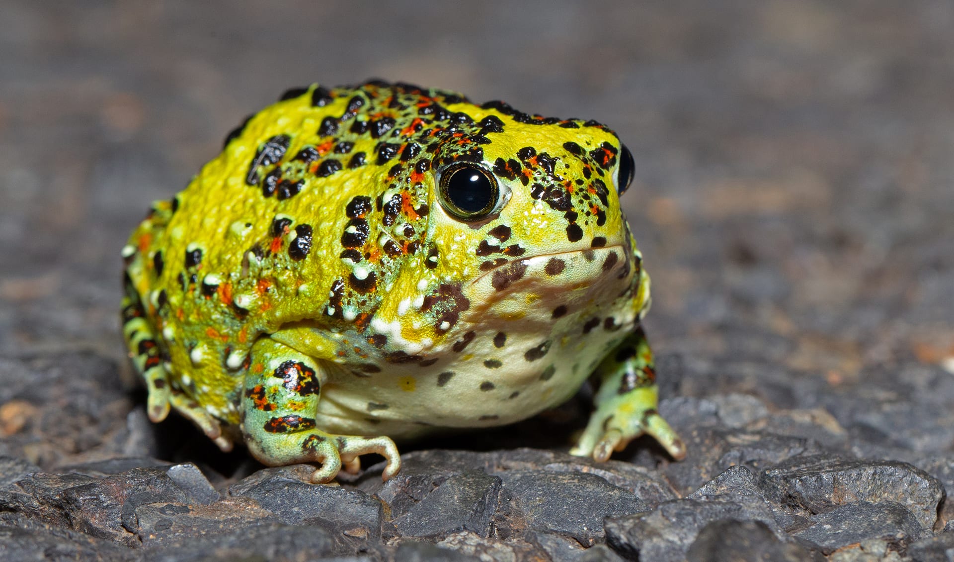 Crucifix toad facts, distribution & population | BioDB