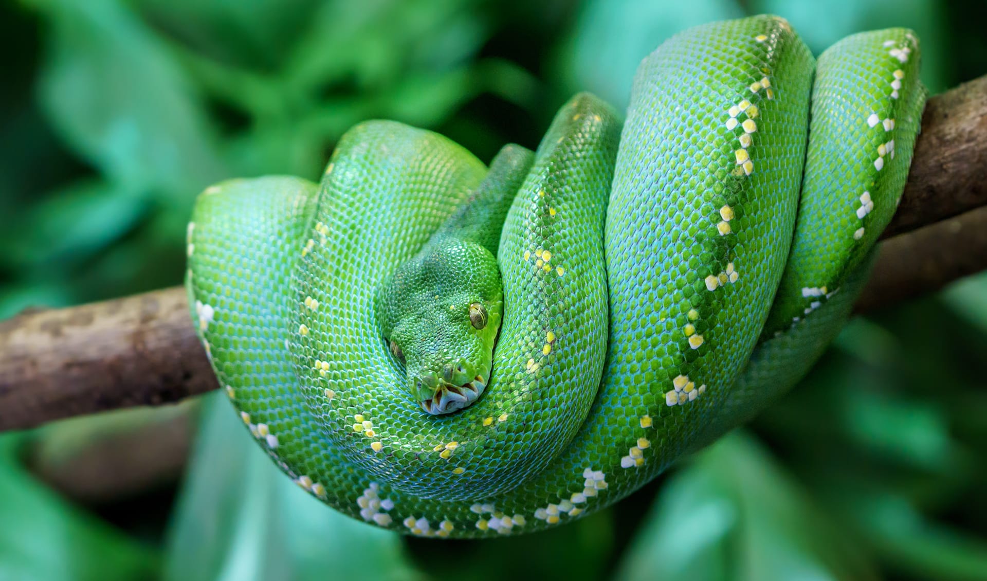 Green tree python facts, distribution & population | BioDB