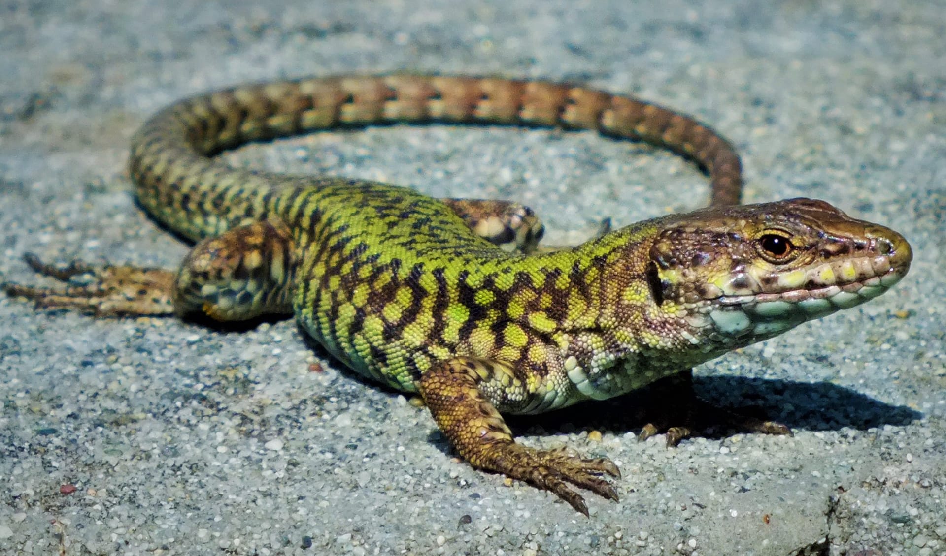 Common wall lizard facts, distribution & population | BioDB