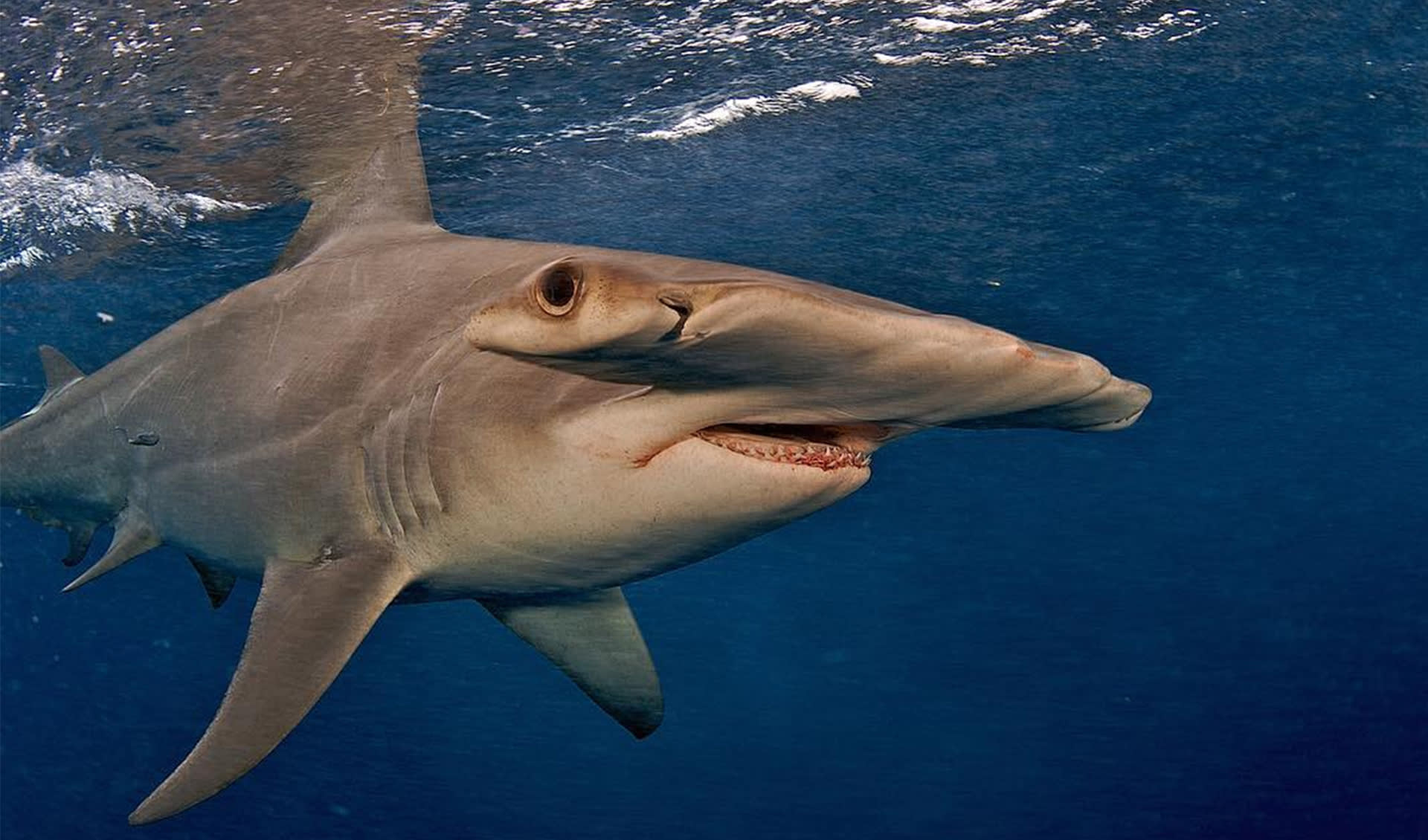 Sphyrnidae - Hammerhead sharks: facts, distribution & population | BioDB