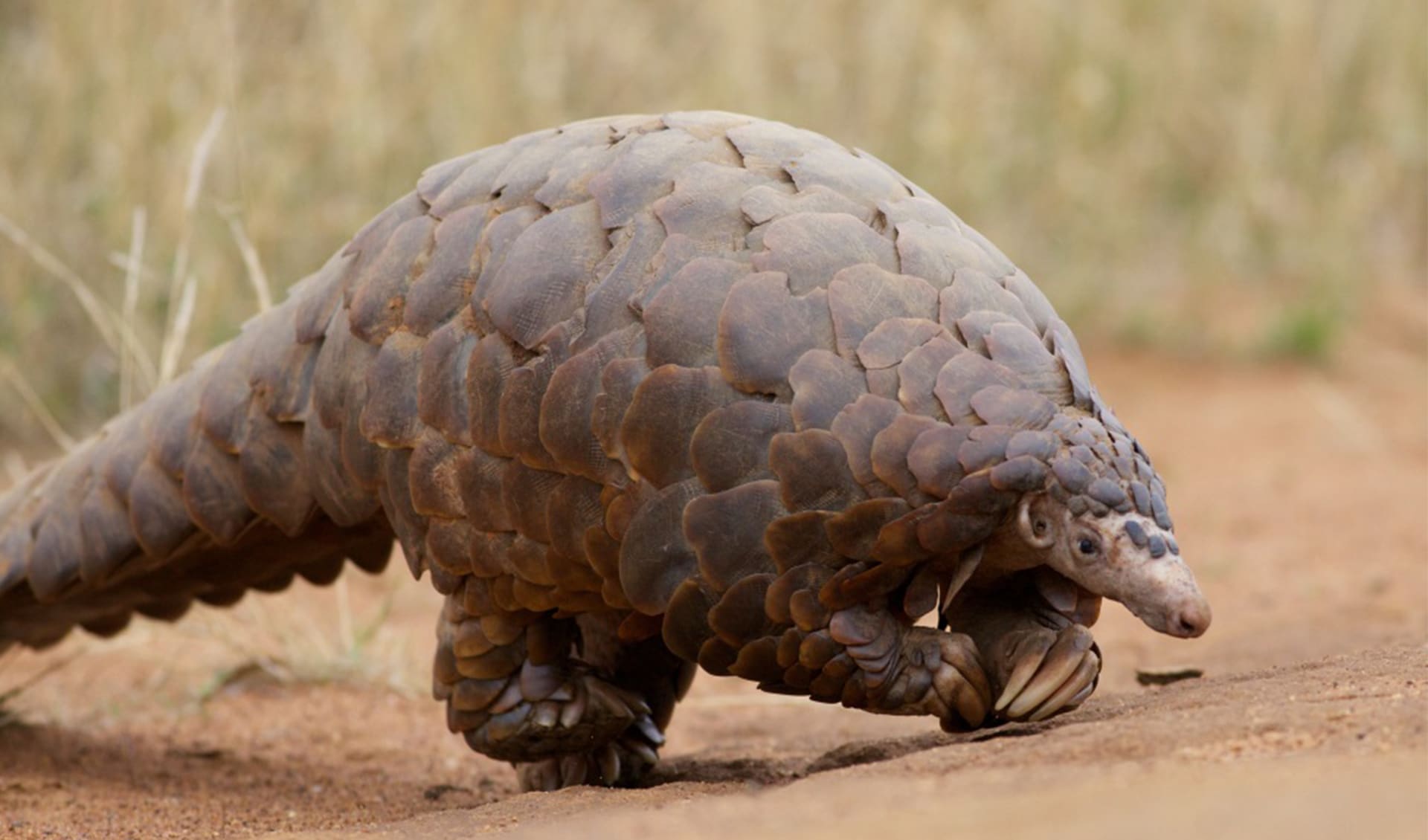 Giant pangolin facts, distribution & population | BioDB
