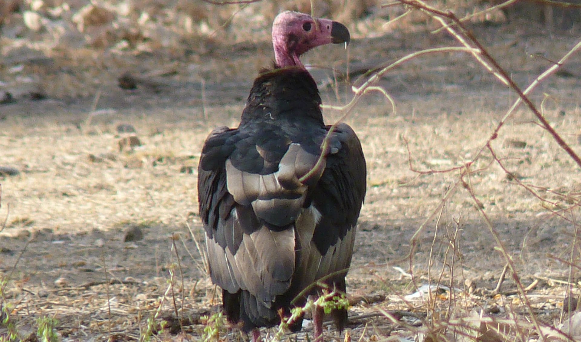 Red-headed vulture facts, distribution & population | BioDB
