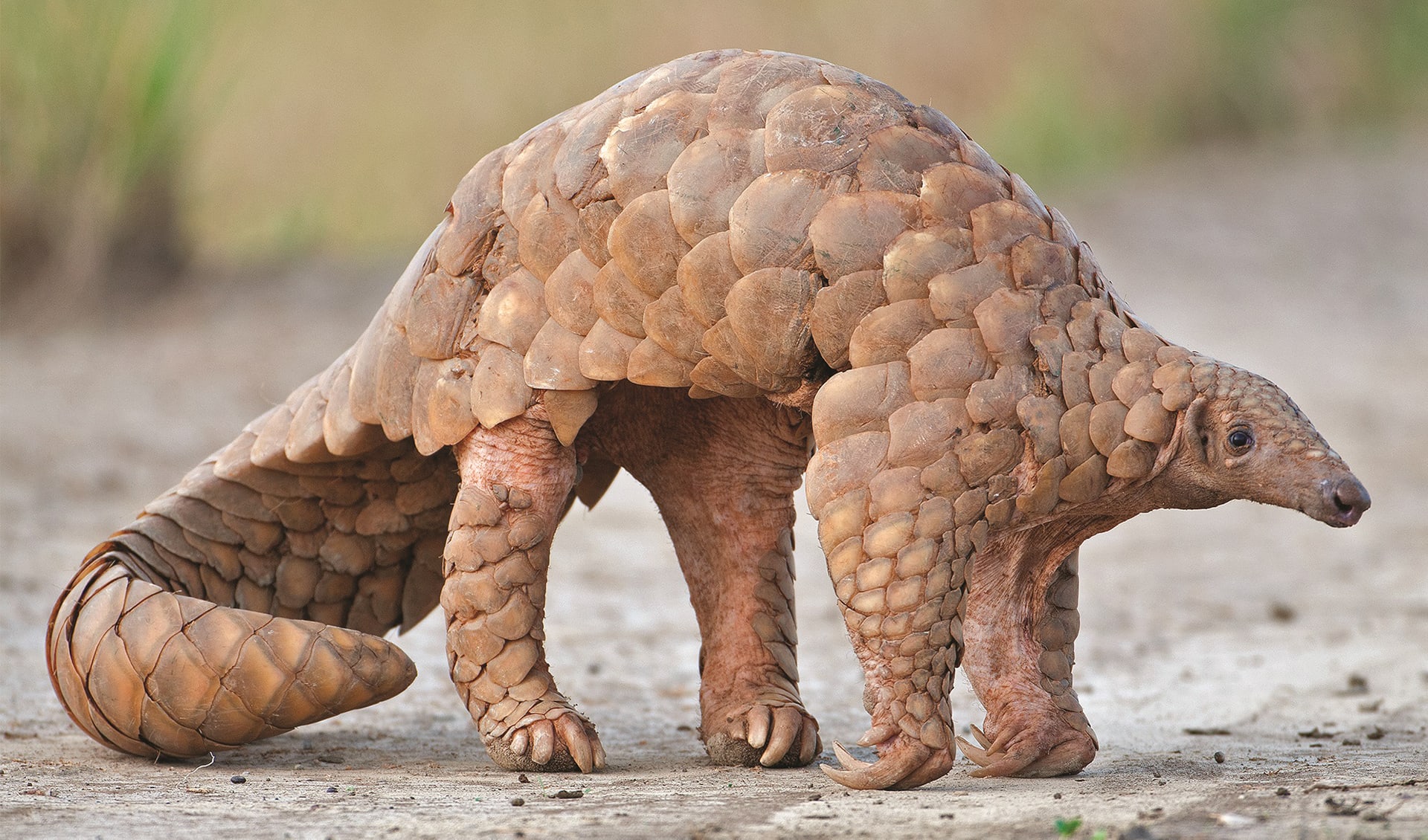 Indian pangolin facts, distribution & population | BioDB