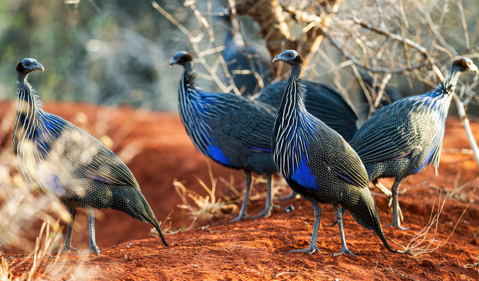 Acryllium - Vulturine guineafowl: facts, distribution & population | BioDB