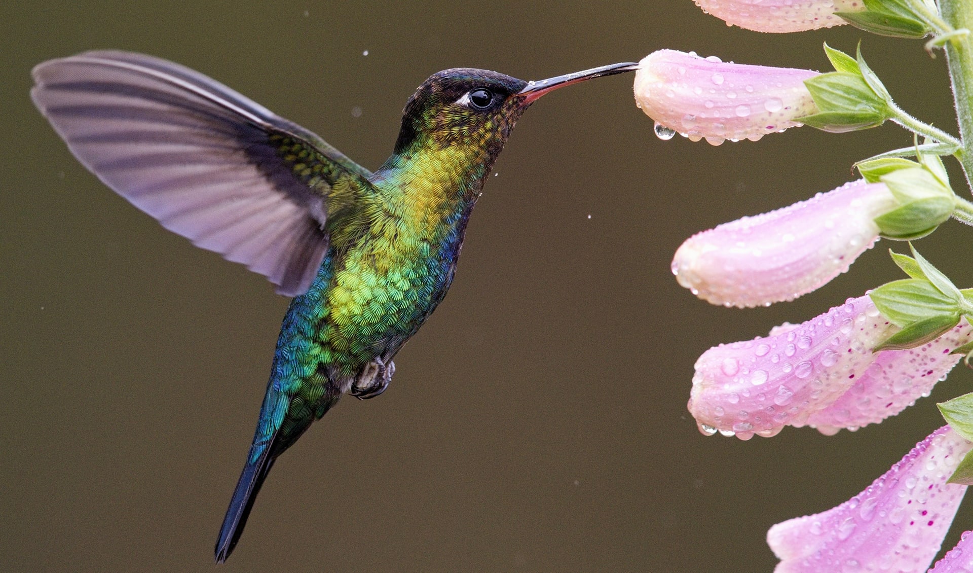 Fiery-throated hummingbird facts, distribution & population | BioDB