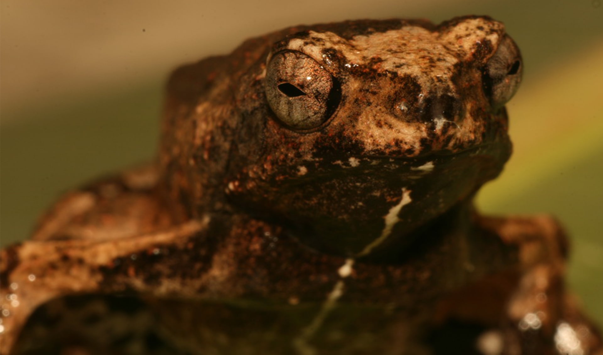 Leptodactylidae - Southern frogs: facts, distribution & population | BioDB