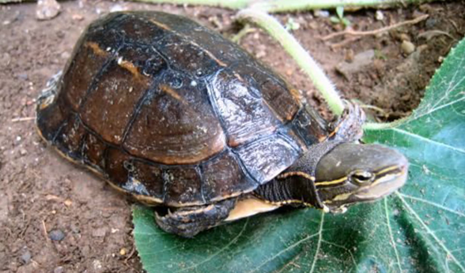 Yunnan box turtle facts, distribution & population | BioDB