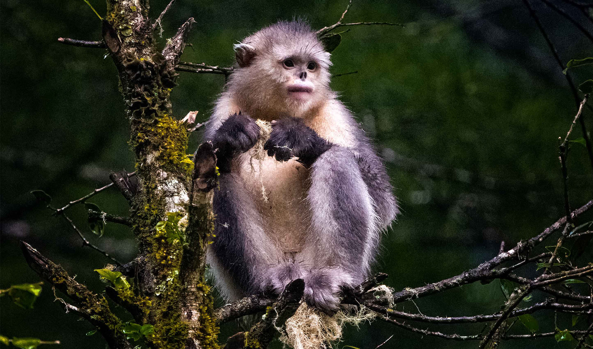 Rhinopithecus - Snub-nosed monkeys: facts, distribution & population ...