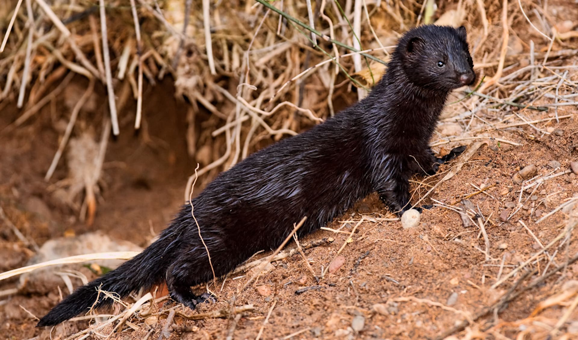 European mink facts, distribution & population | BioDB