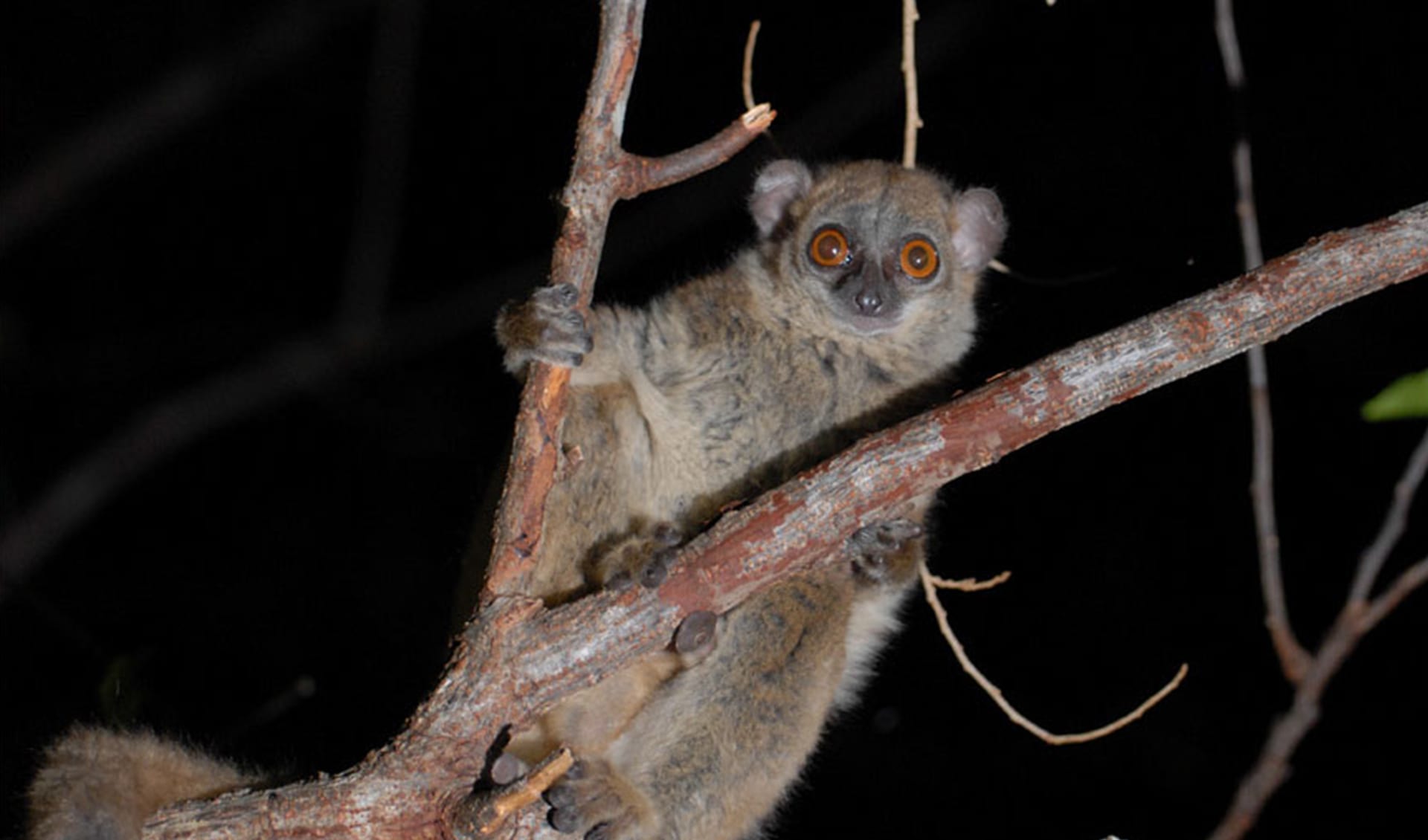 Northern sportive lemur facts, distribution & population | BioDB
