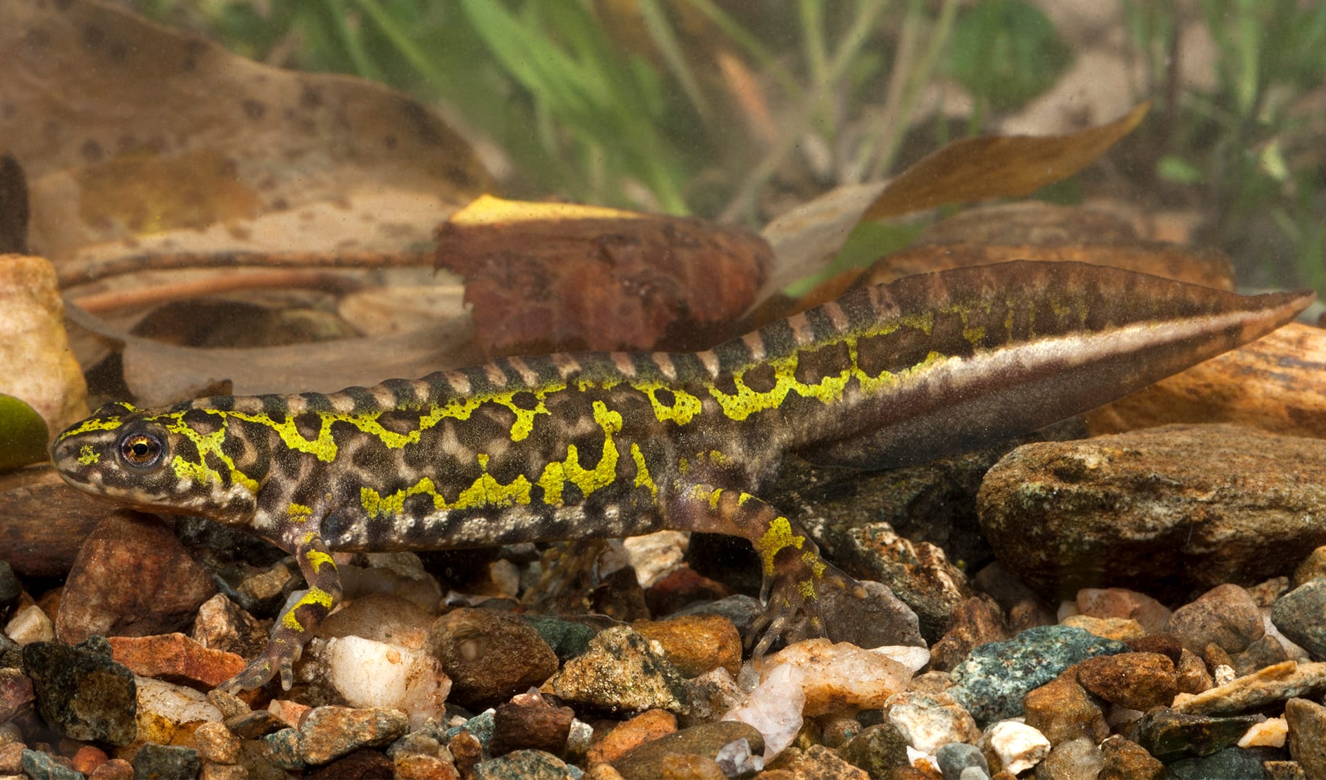 Triturus - Crested & marbled newts: facts, distribution & population ...