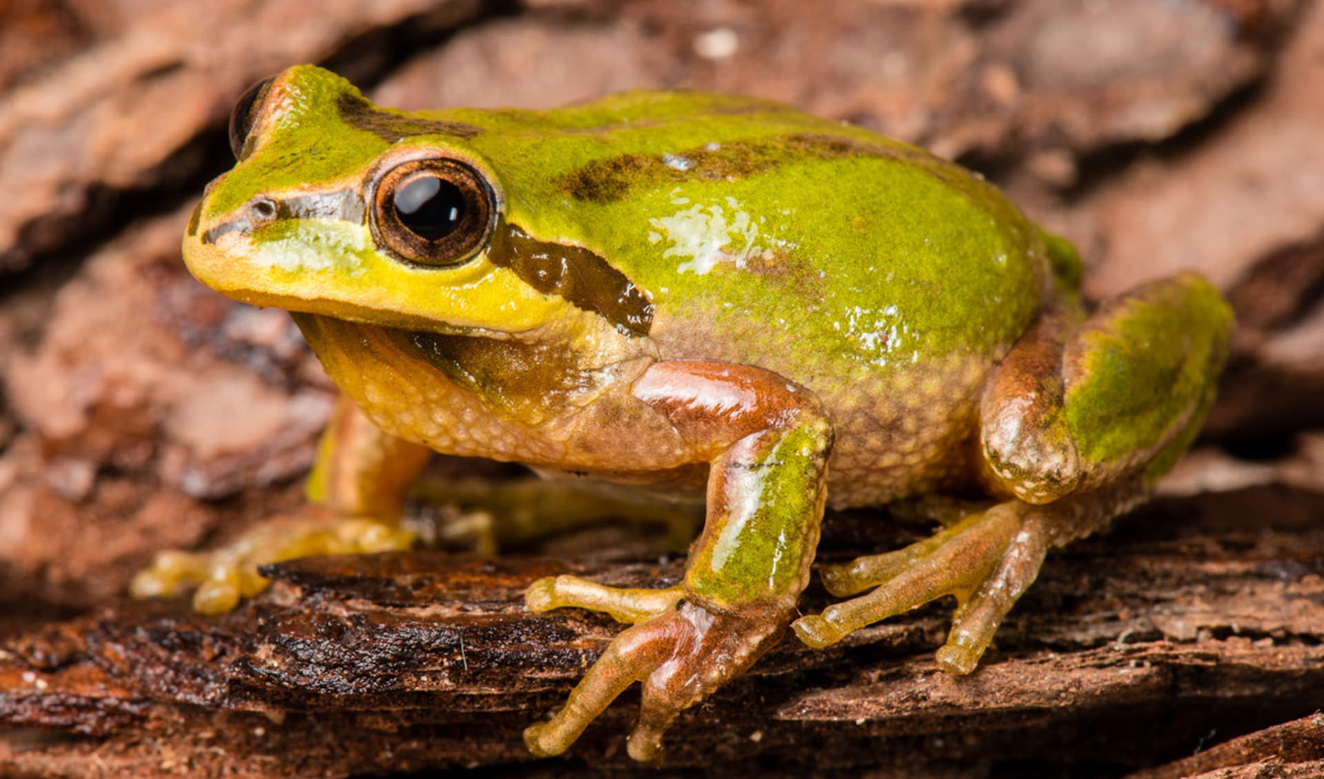 Pacific tree frog facts, distribution & population | BioDB