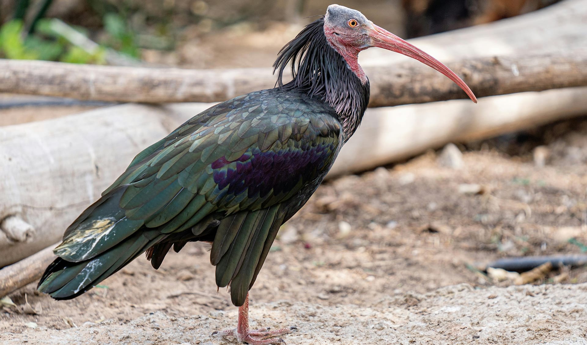 Northern bald ibis facts, distribution & population | BioDB
