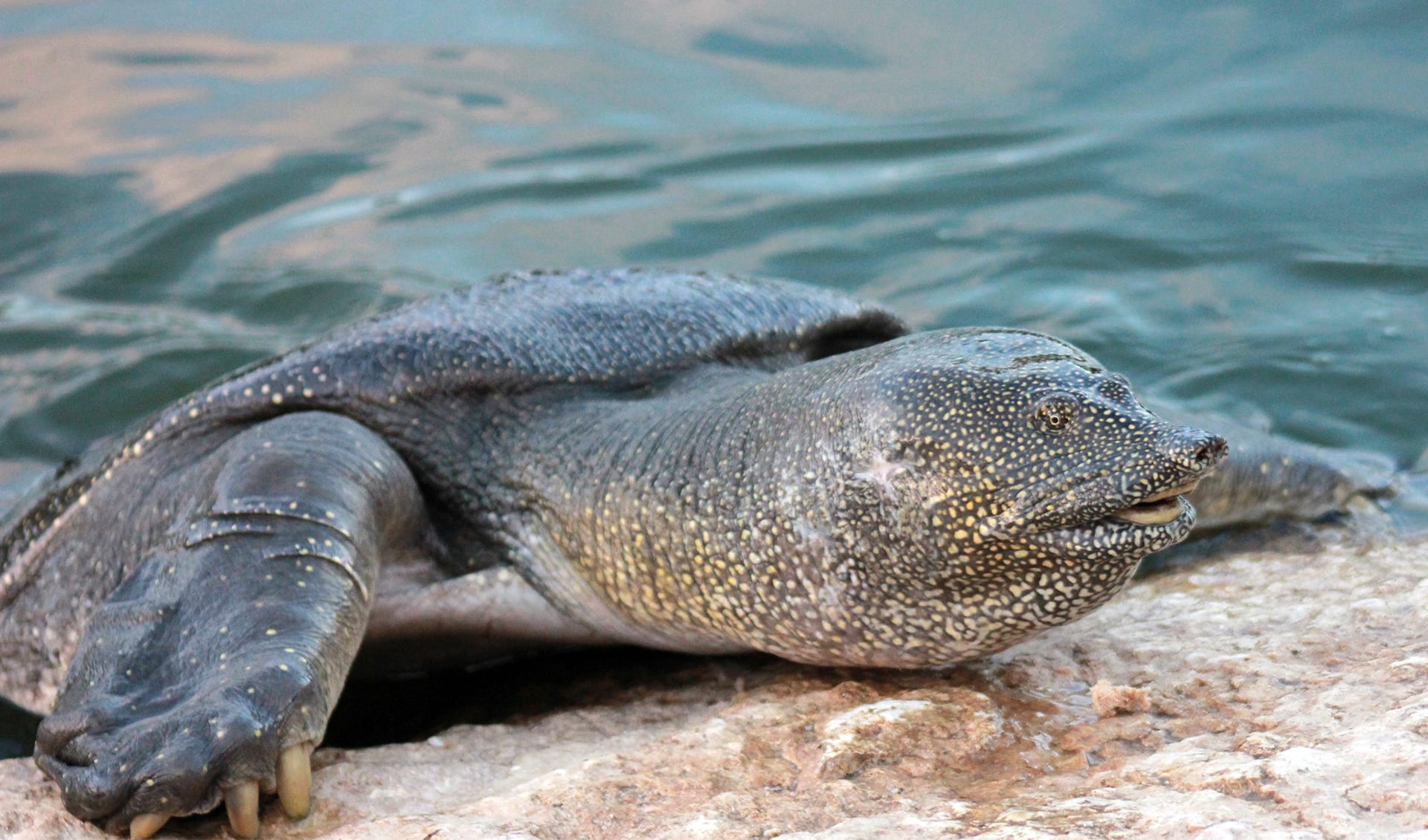 African softshell turtle facts, distribution & population | BioDB