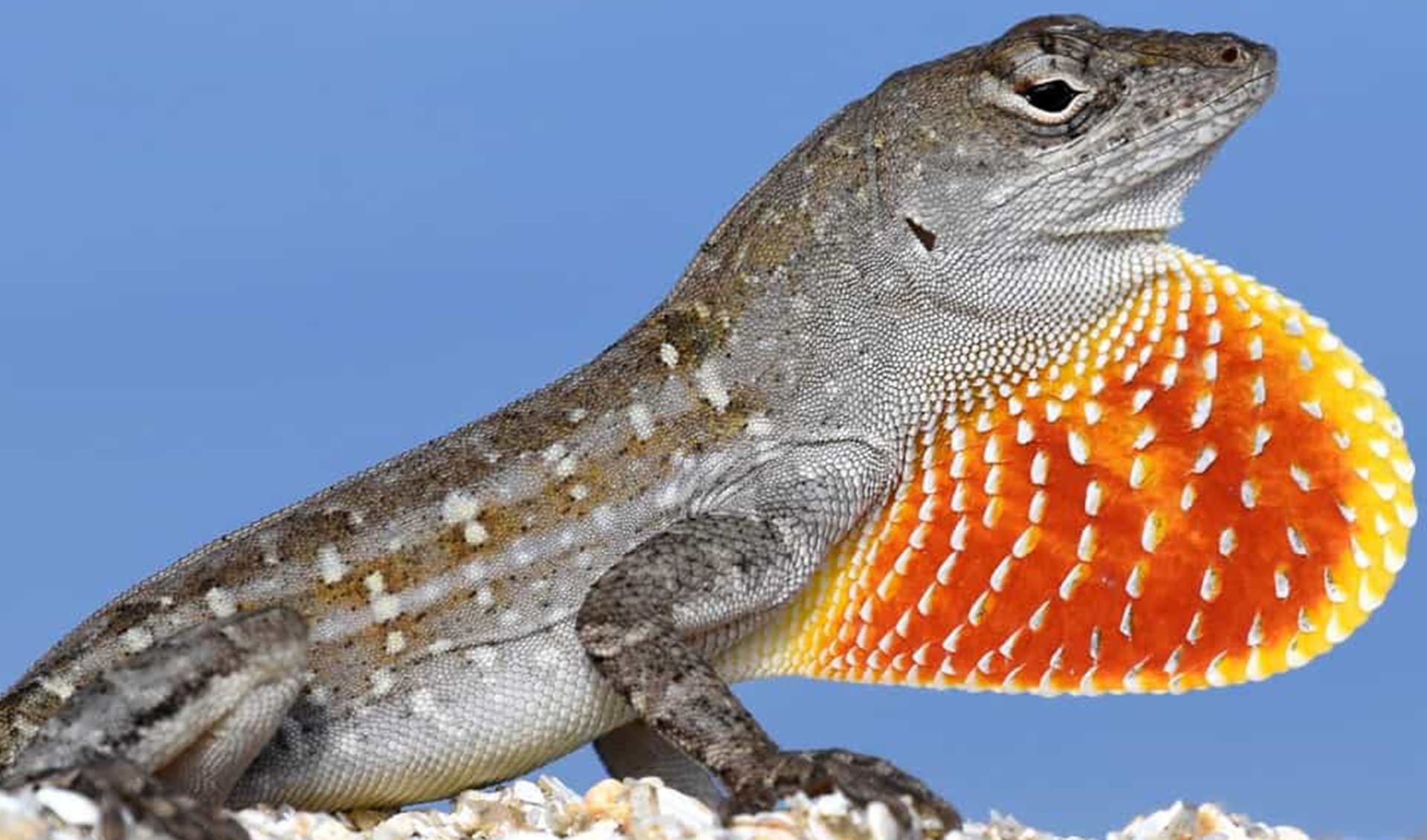 Anolis: facts, distribution & population | BioDB