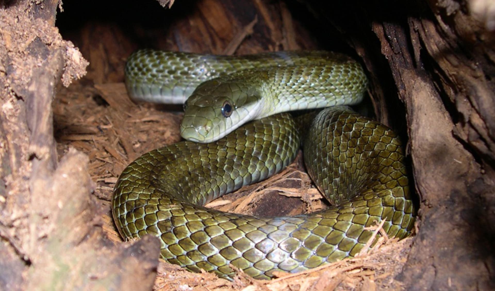 Elaphe: facts, distribution & population | BioDB