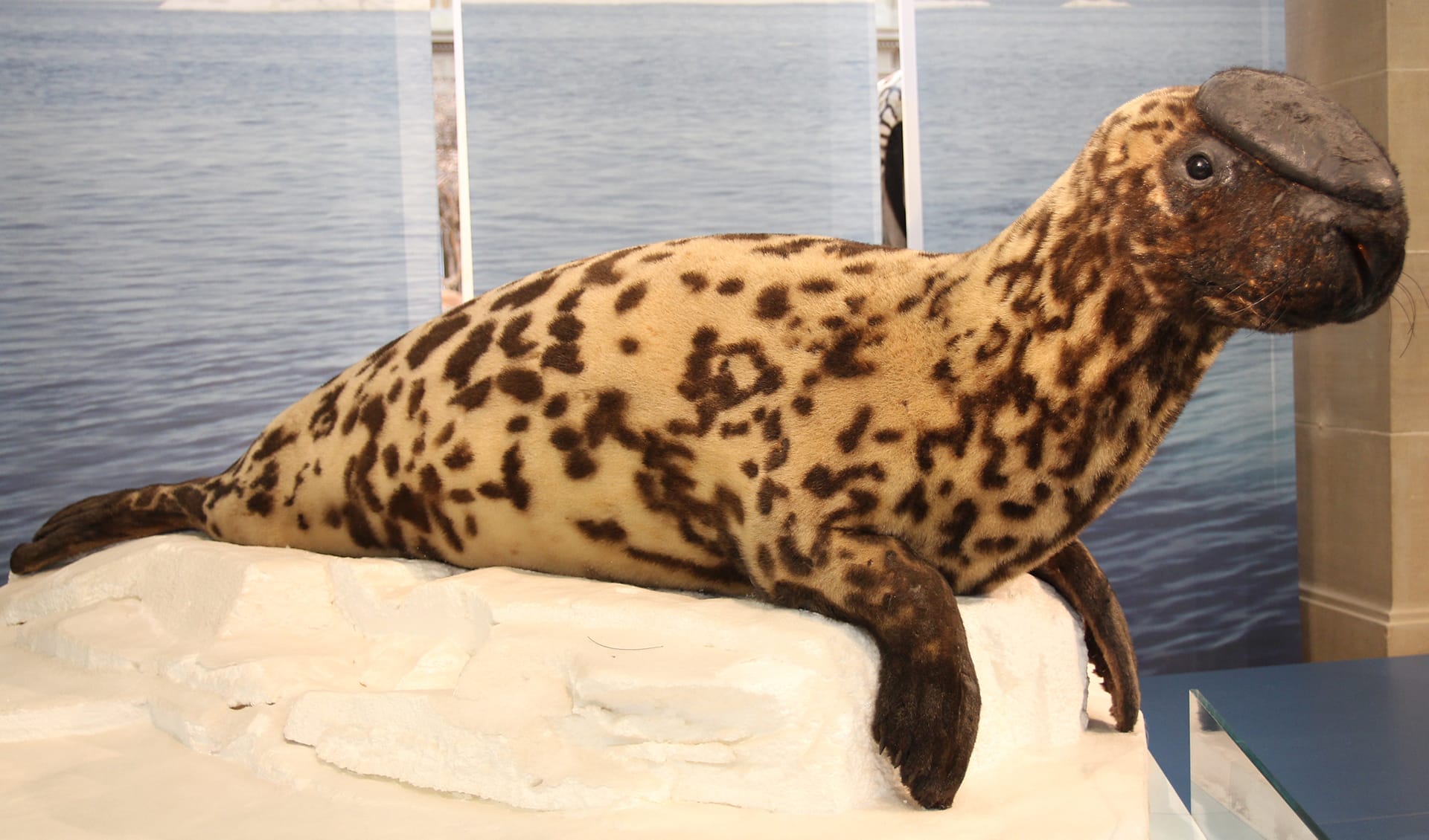 Hooded seal facts, distribution & population | BioDB